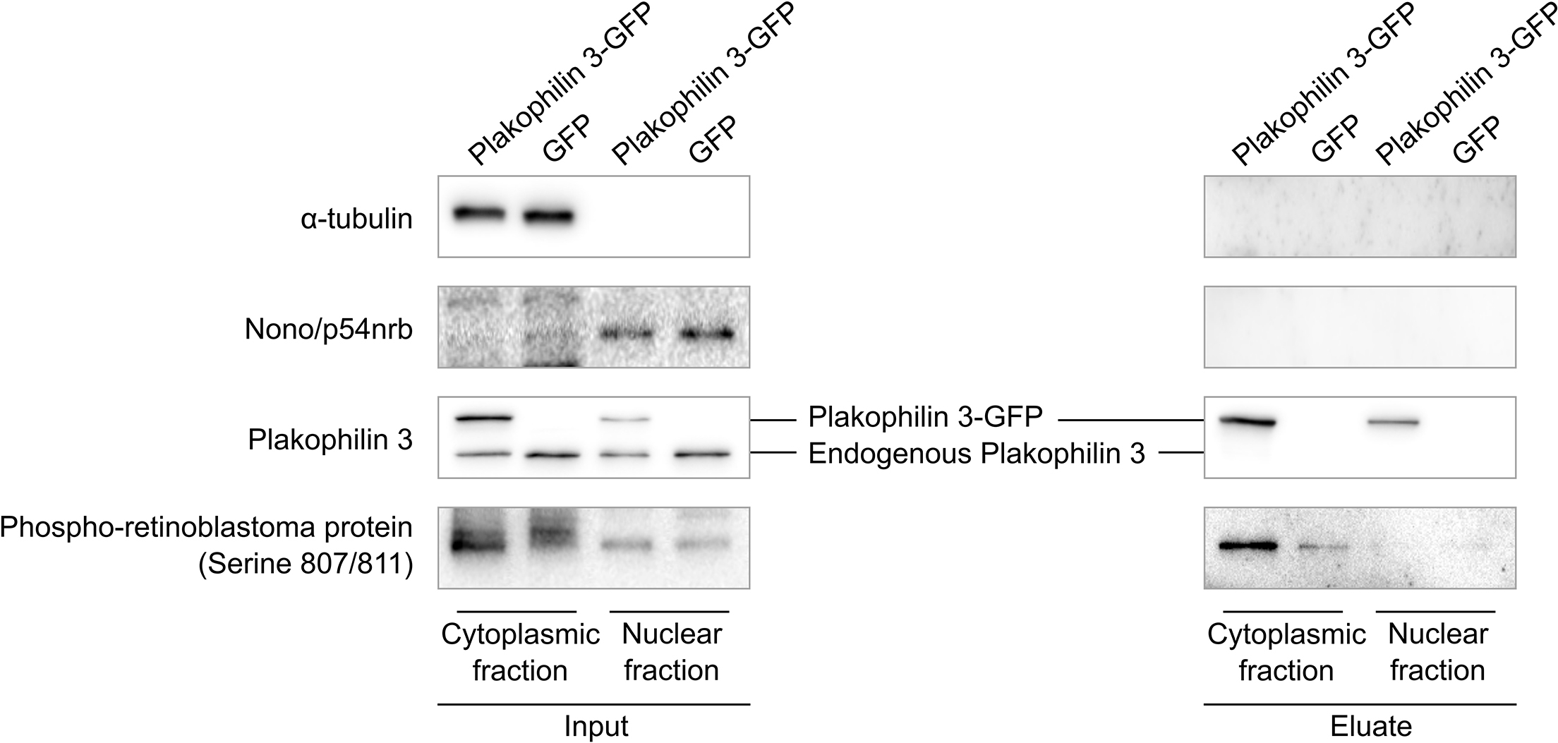 Cell Press: STAR Protocols