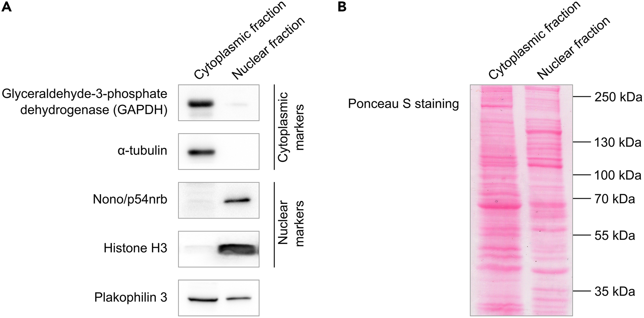 Cell Press: STAR Protocols