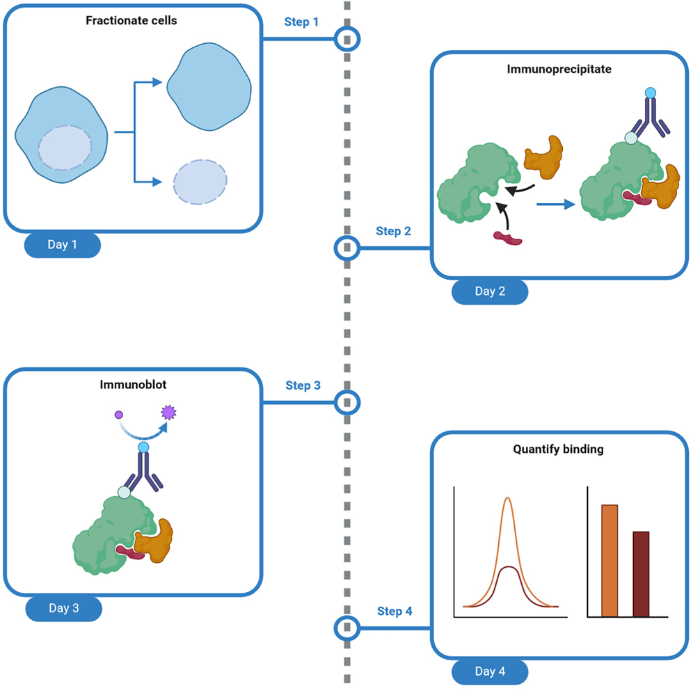 Cell Press: STAR Protocols