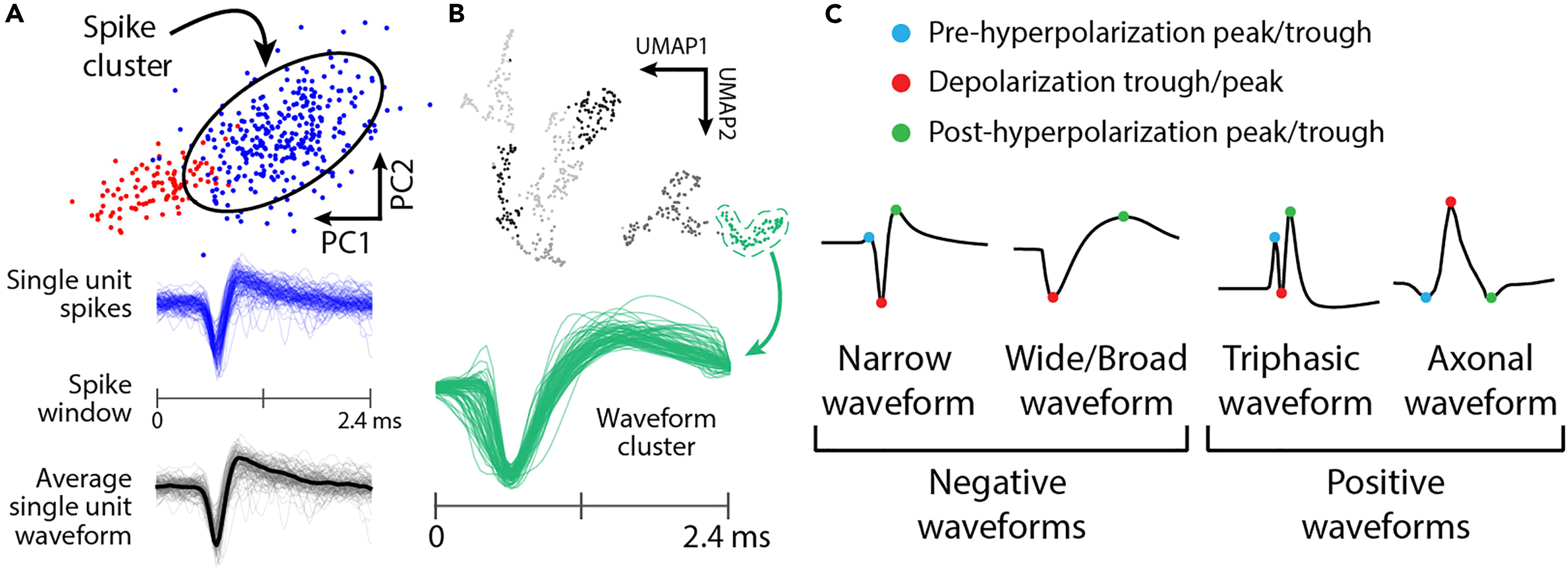 Cell Press: STAR Protocols