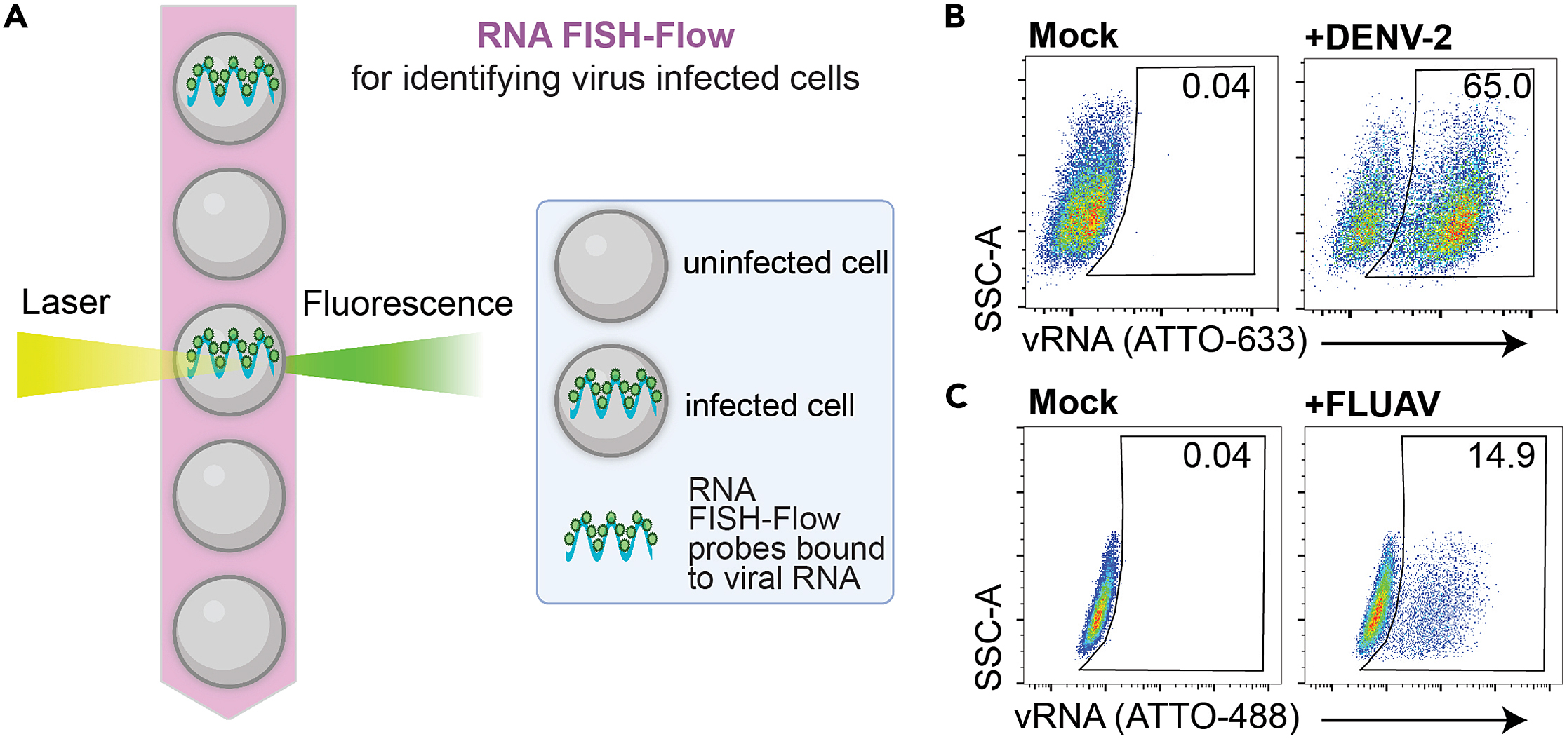Cell Press: STAR Protocols
