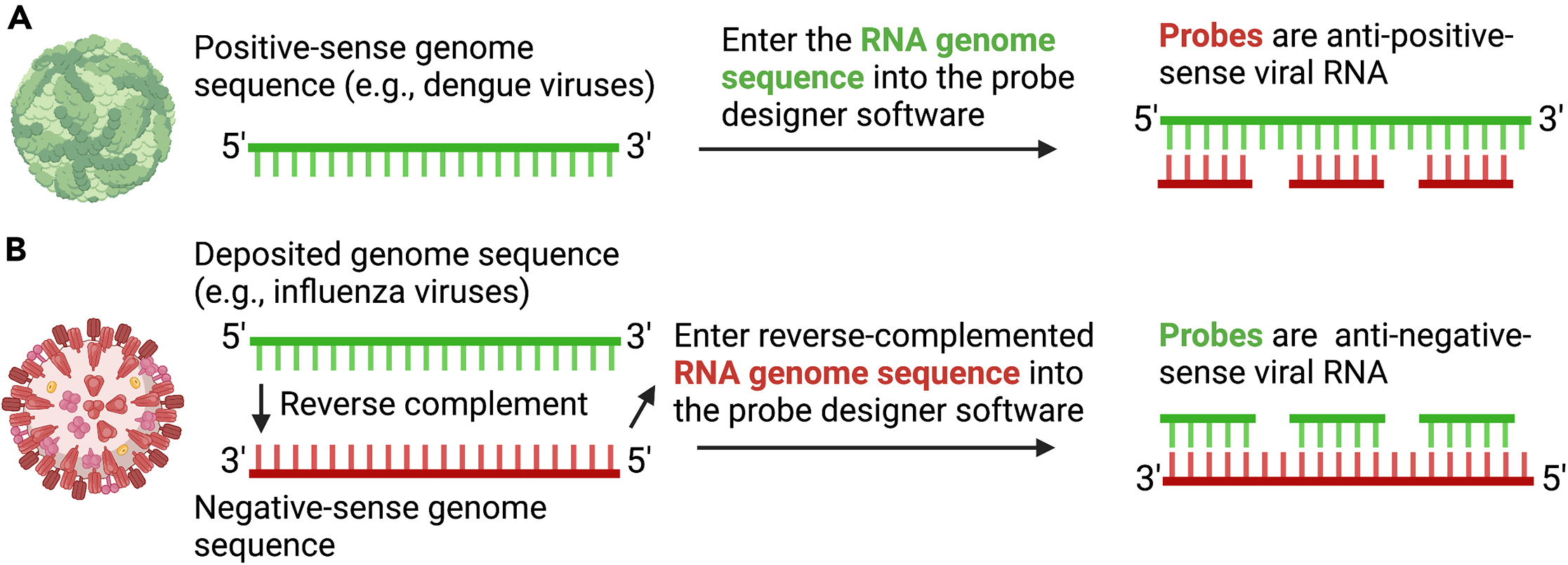Cell Press: STAR Protocols