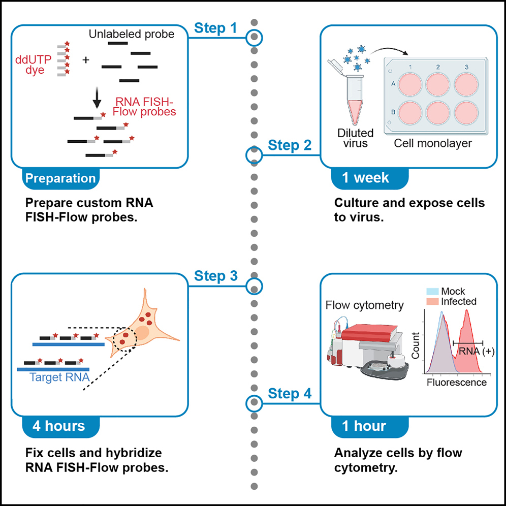 Cell Press: STAR Protocols