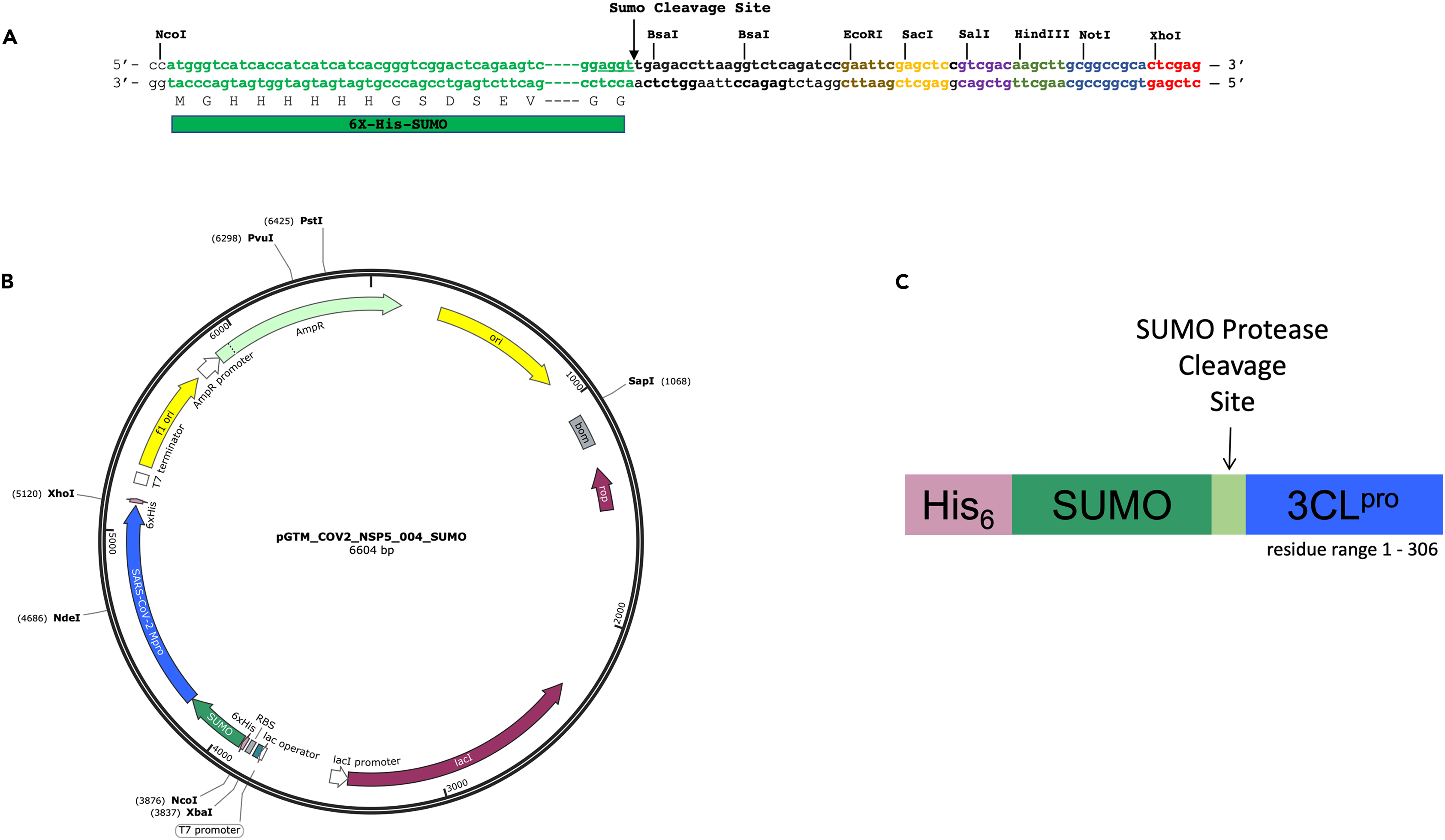 Cell Press: STAR Protocols
