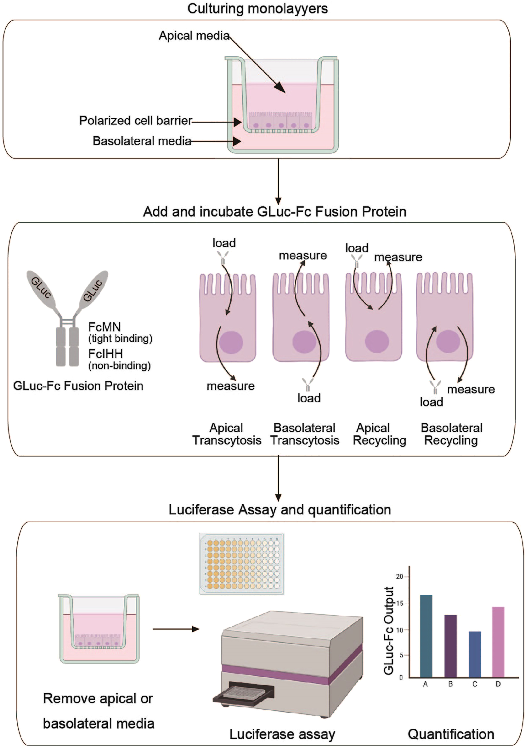 Cell Press: STAR Protocols