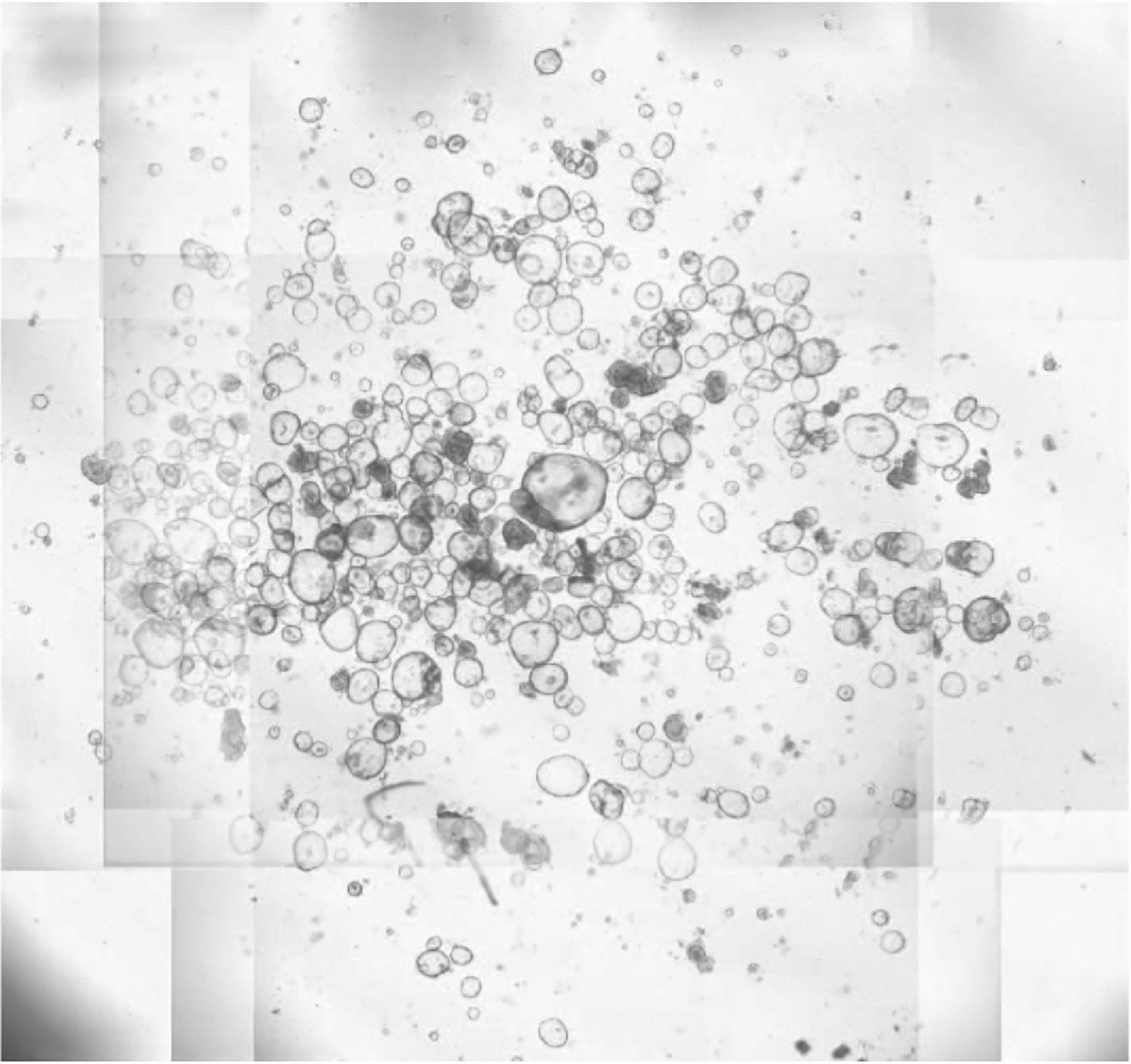 Cell Press: STAR Protocols