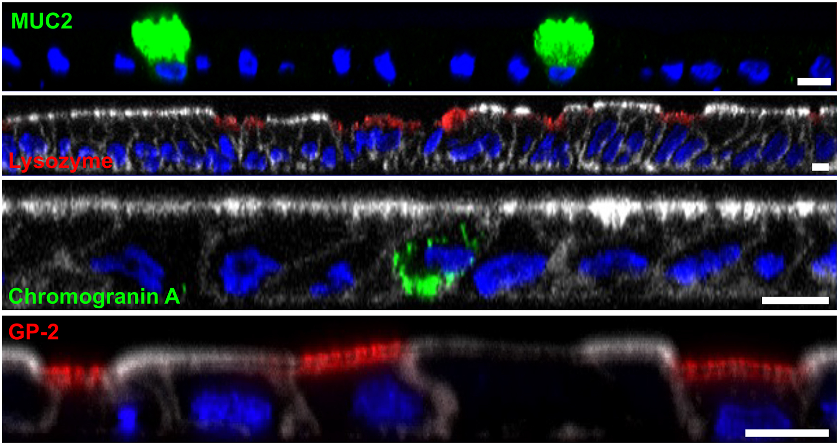 Cell Press: STAR Protocols