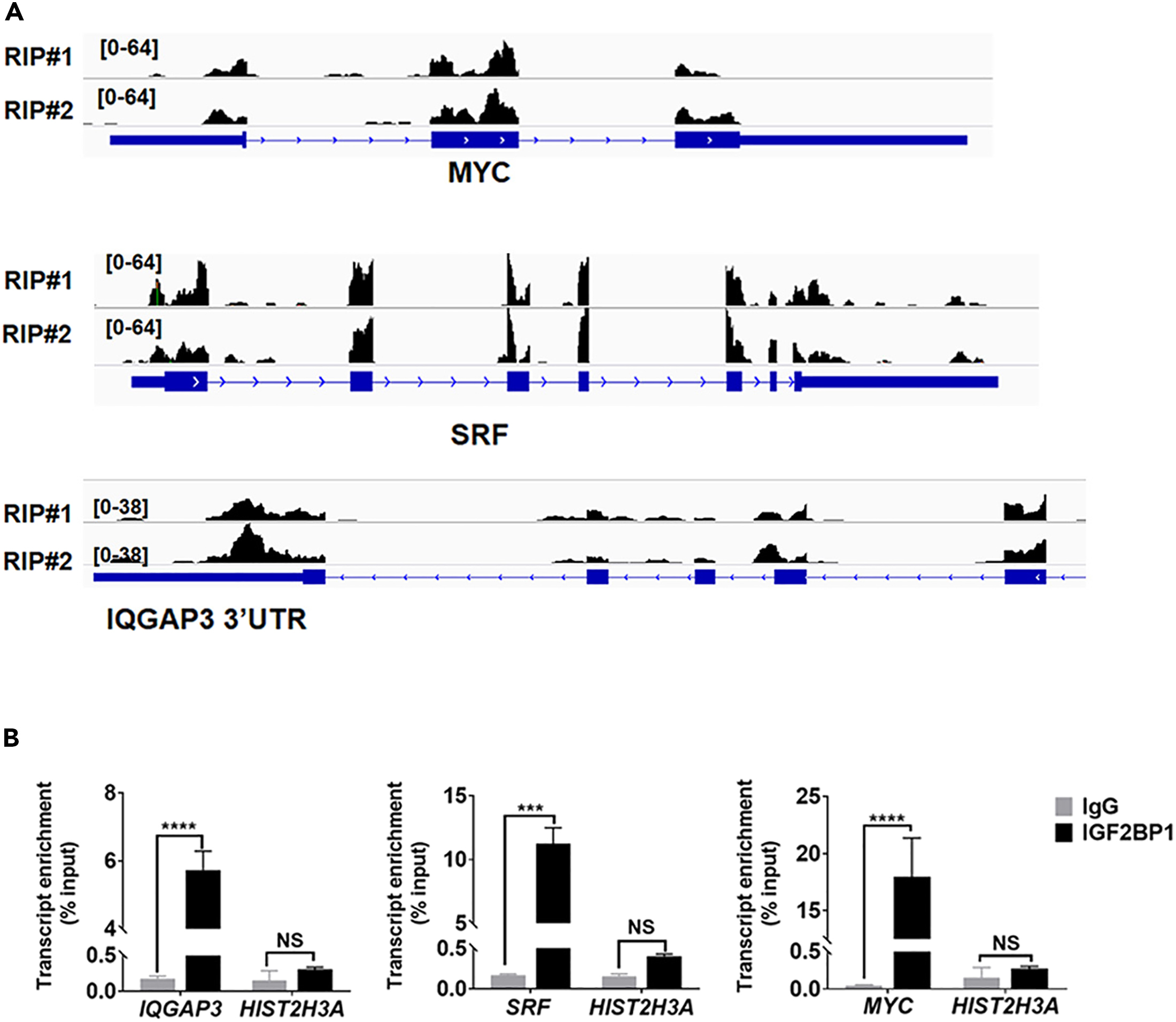 Cell Press: STAR Protocols