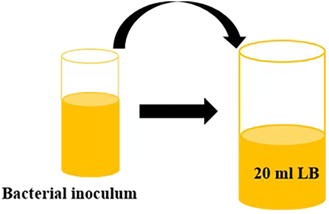 Cell Press: STAR Protocols