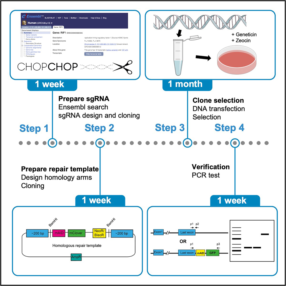 Cell Press: STAR Protocols