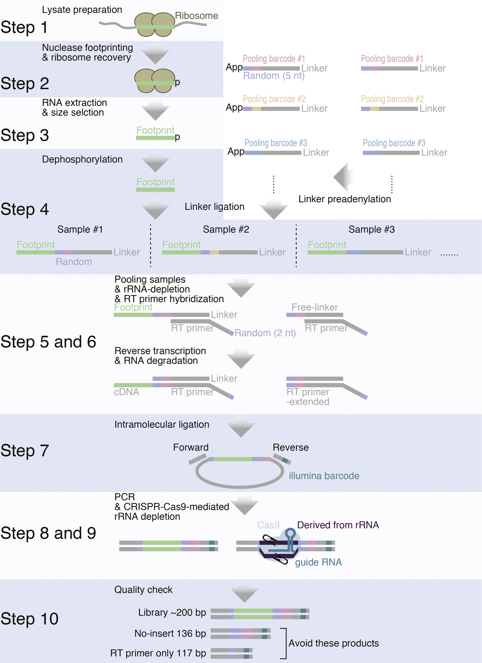 Cell Press: STAR Protocols