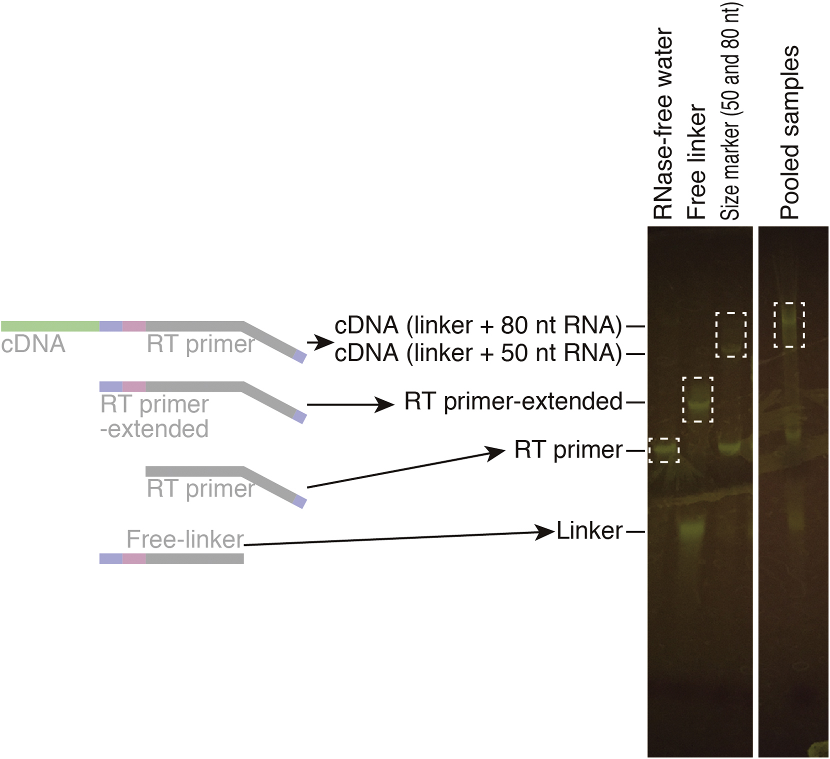 Cell Press: STAR Protocols