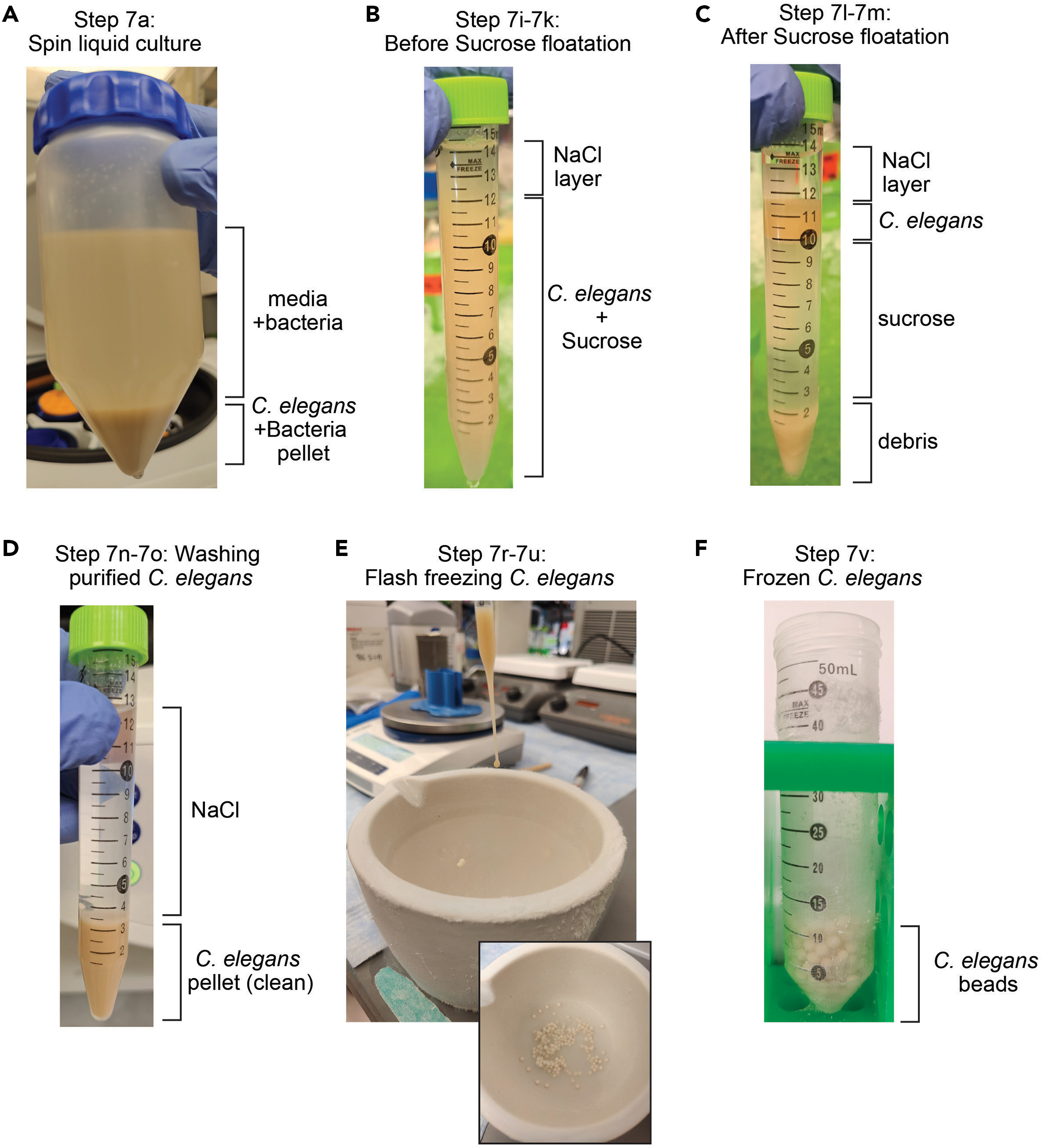 Cell Press: STAR Protocols