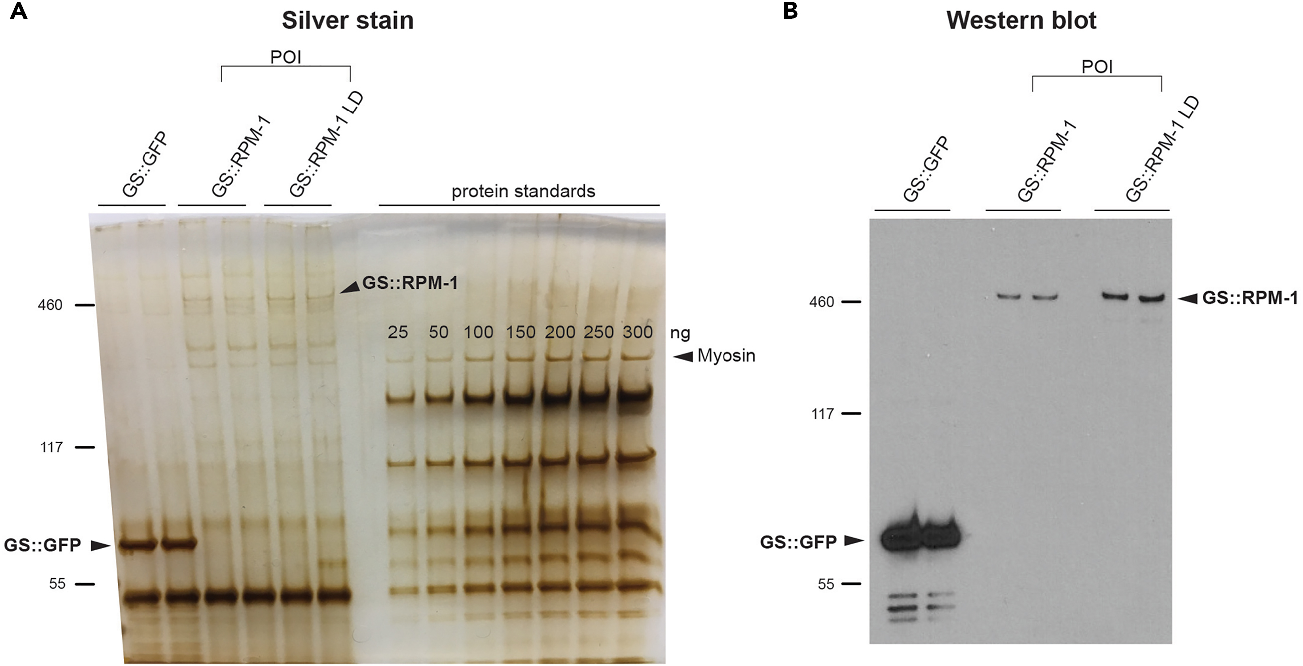 Cell Press: STAR Protocols