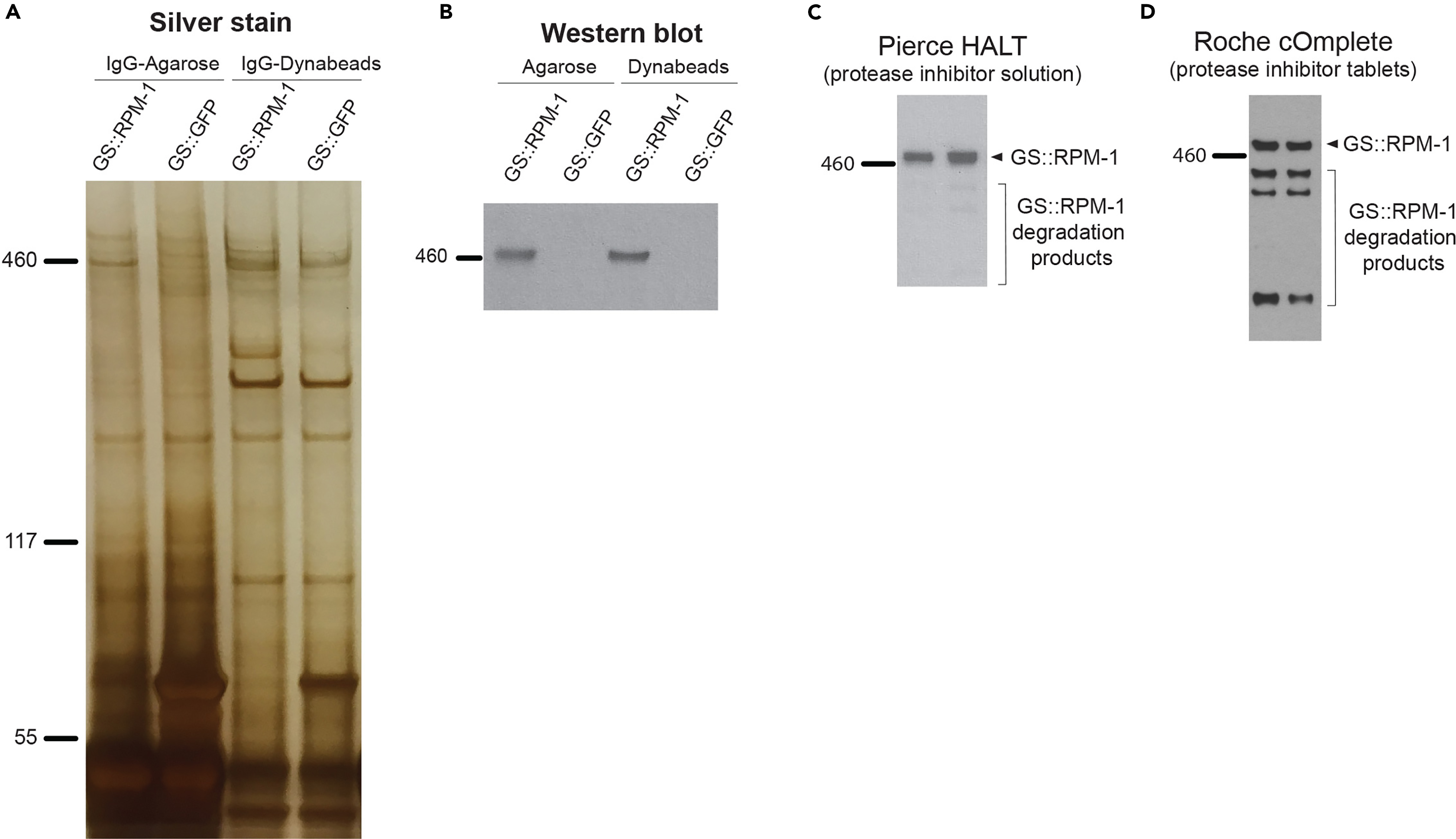 Cell Press: STAR Protocols