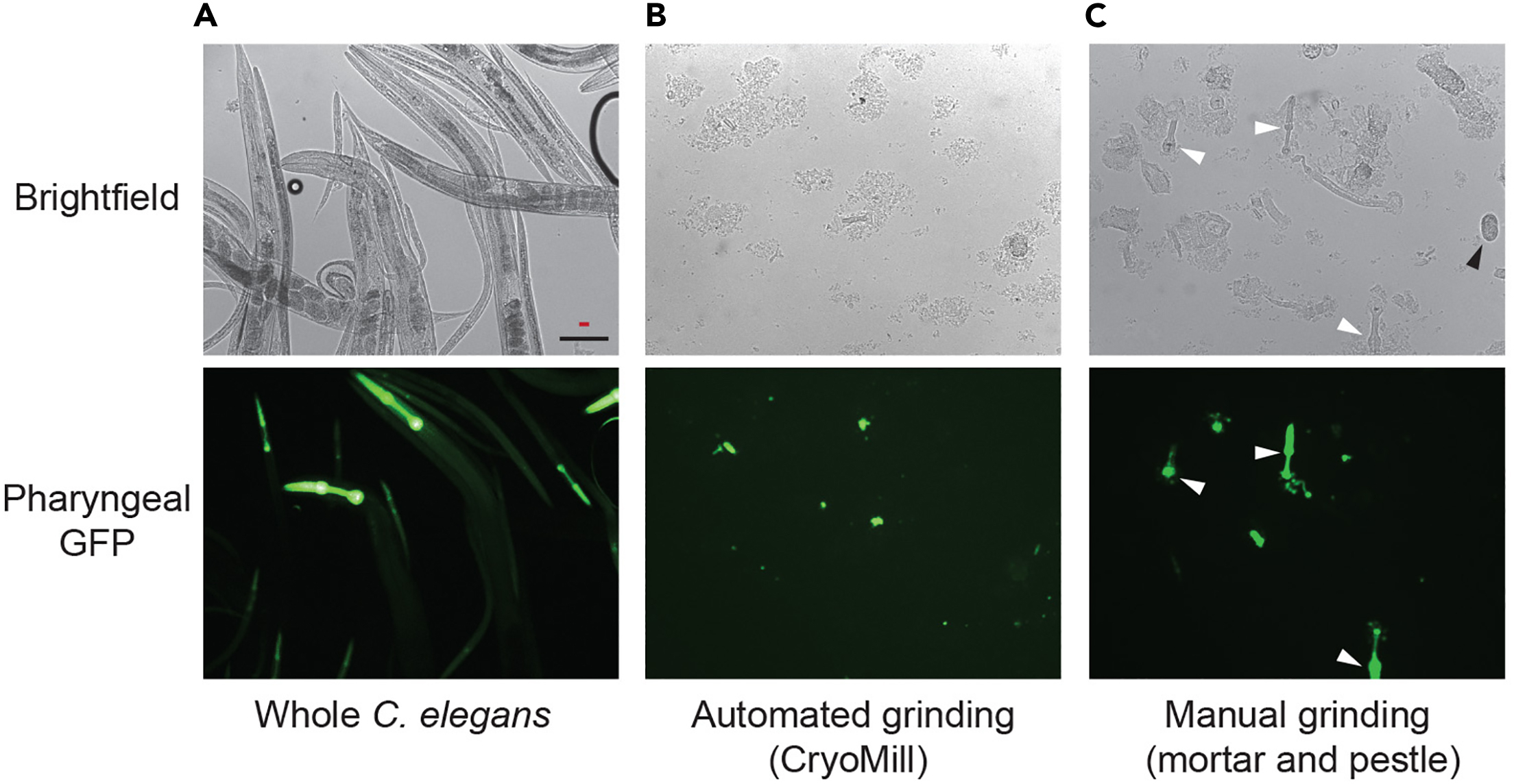 Cell Press: STAR Protocols