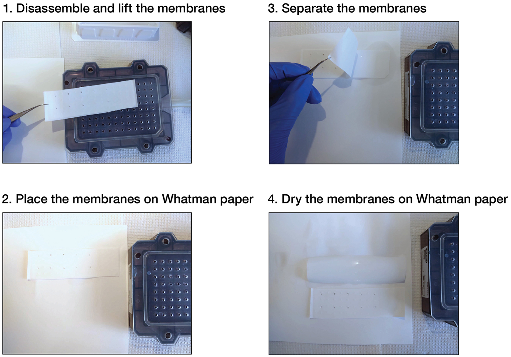 Cell Press: STAR Protocols