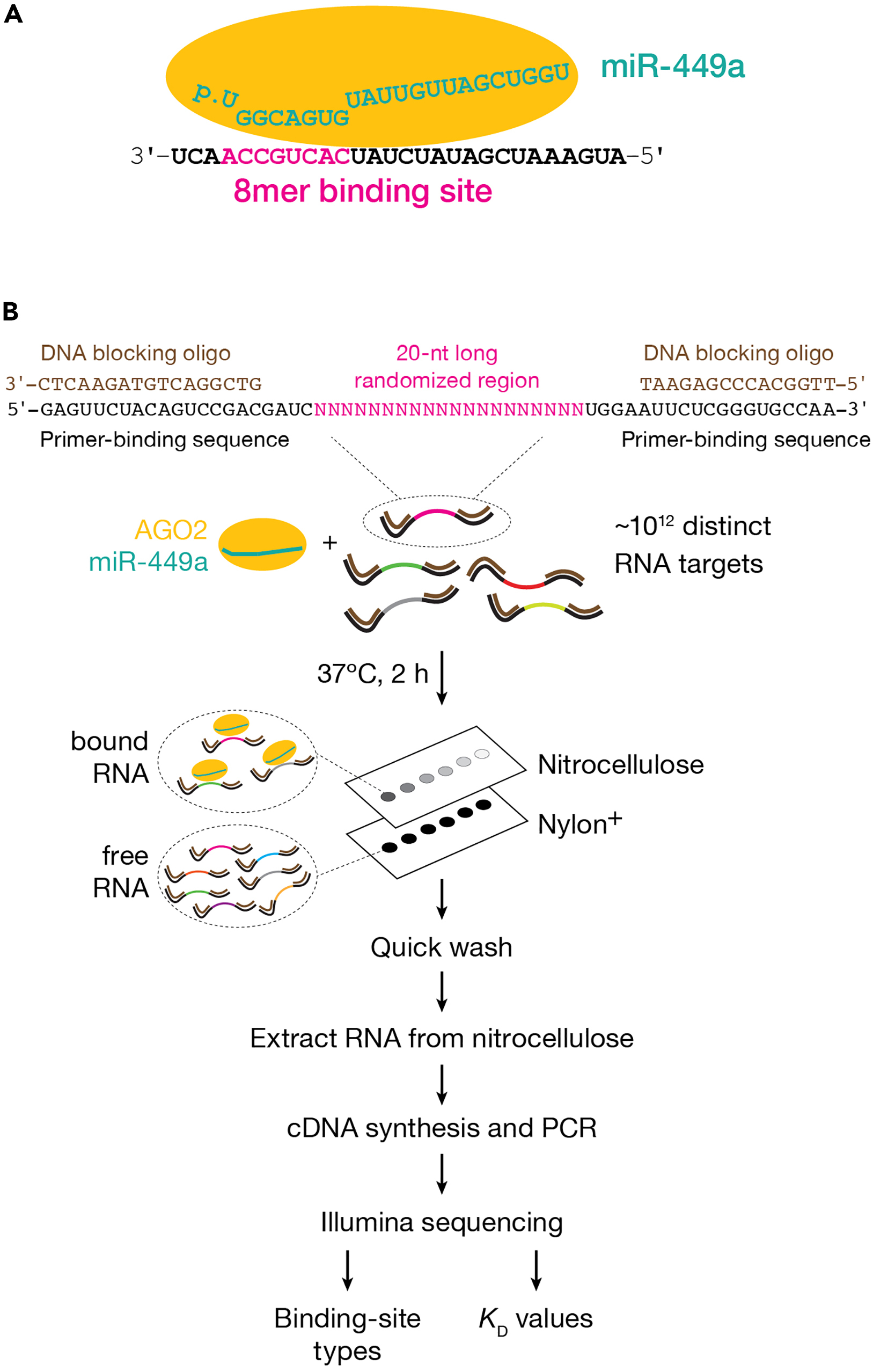Cell Press: STAR Protocols