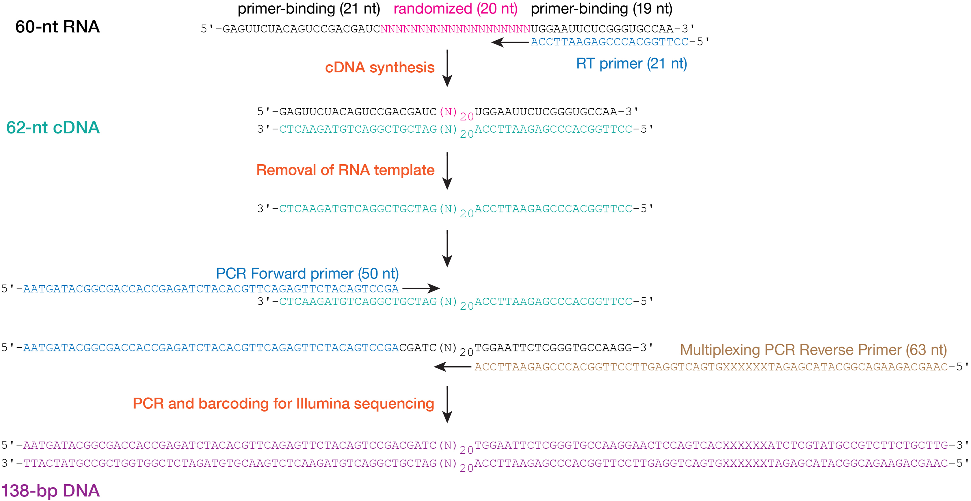 Cell Press: STAR Protocols