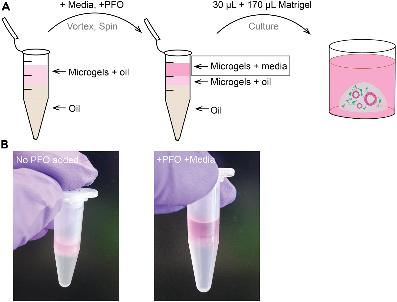 Cell Press: STAR Protocols