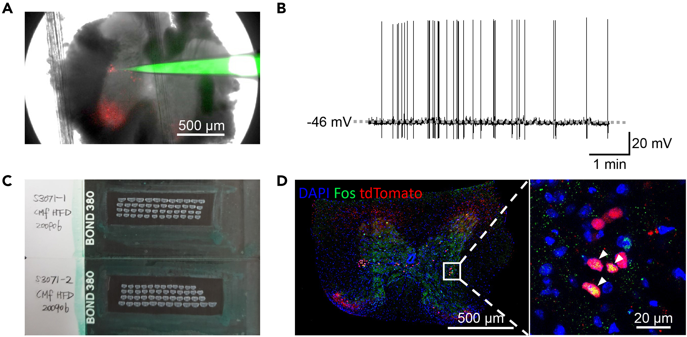 Cell Press: STAR Protocols