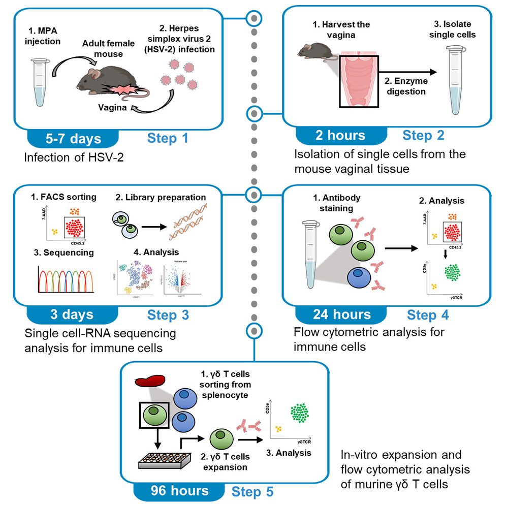 Cell Press: STAR Protocols