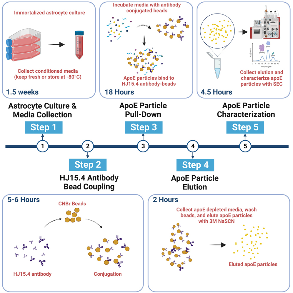Cell Press: STAR Protocols