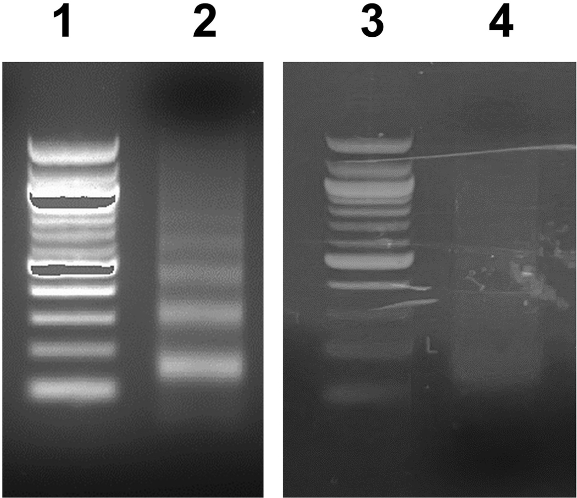 Cell Press: STAR Protocols