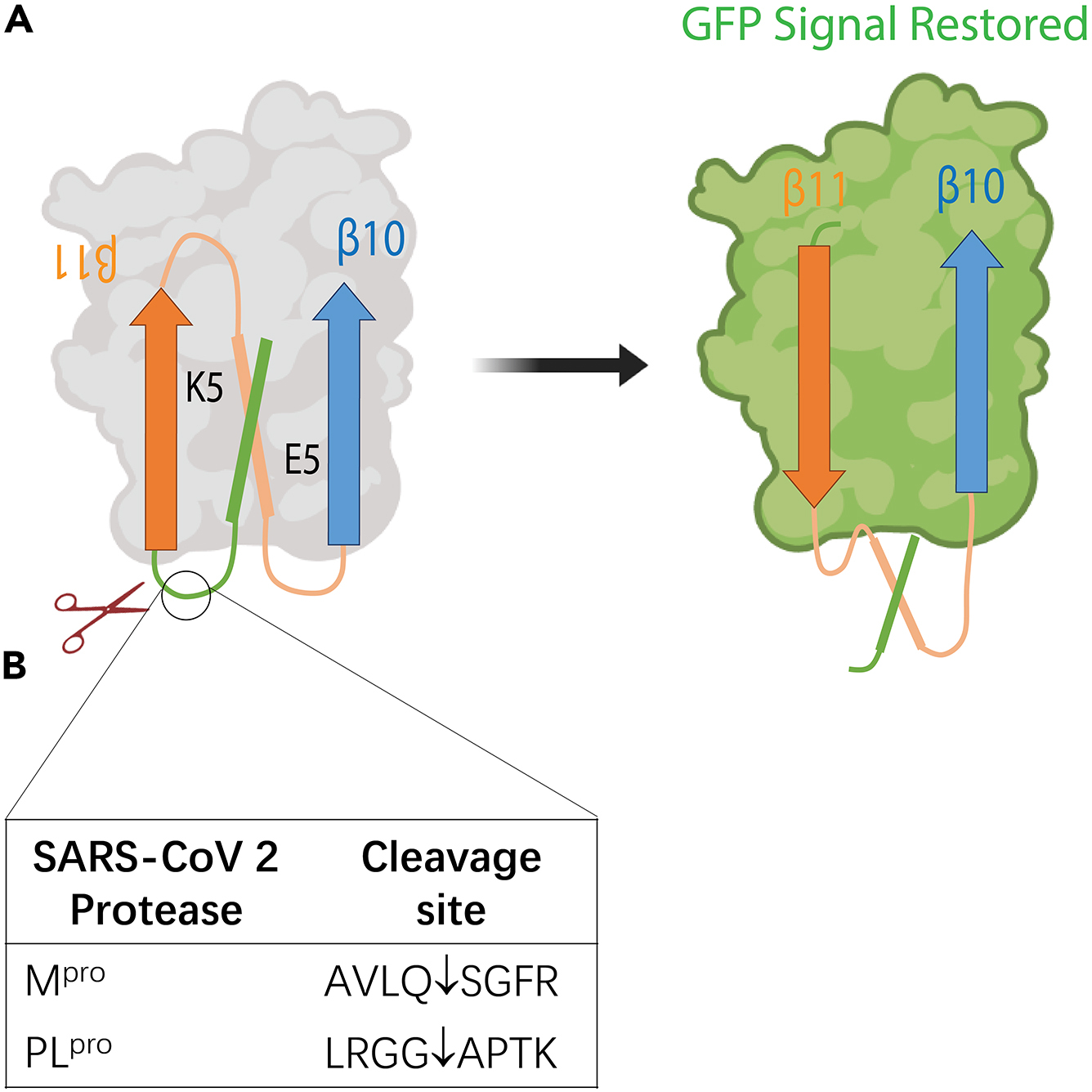 Cell Press: STAR Protocols