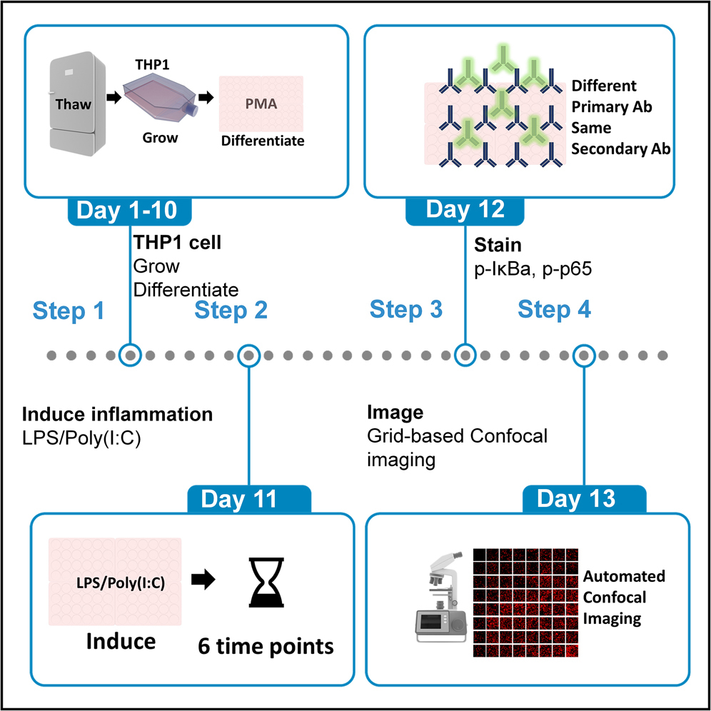 Cell Press: STAR Protocols