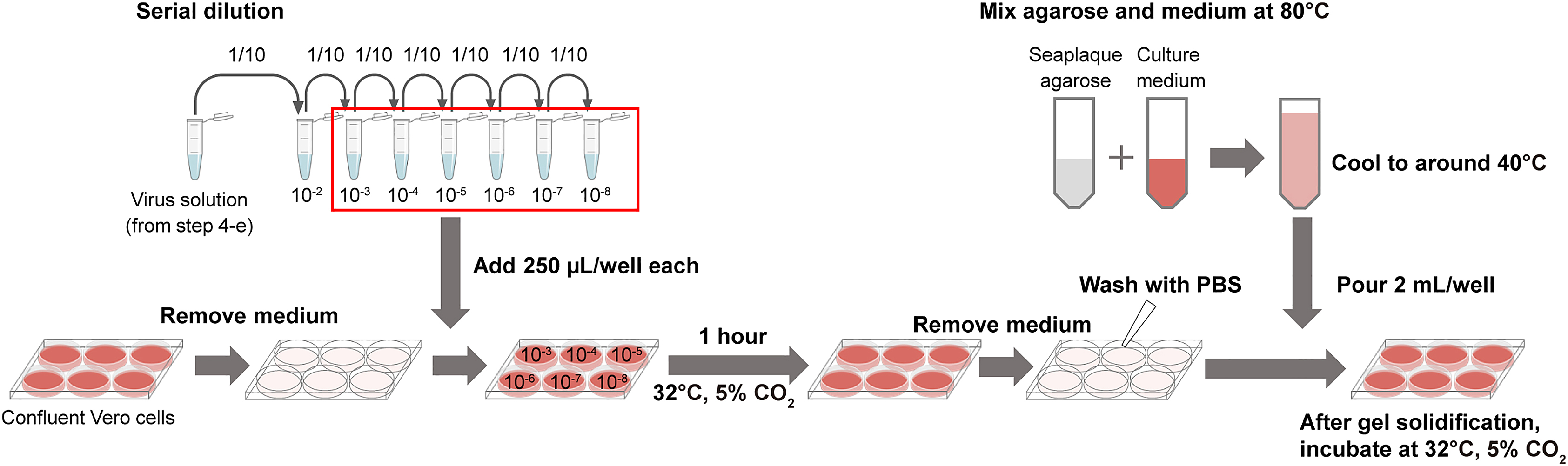 Cell Press: STAR Protocols
