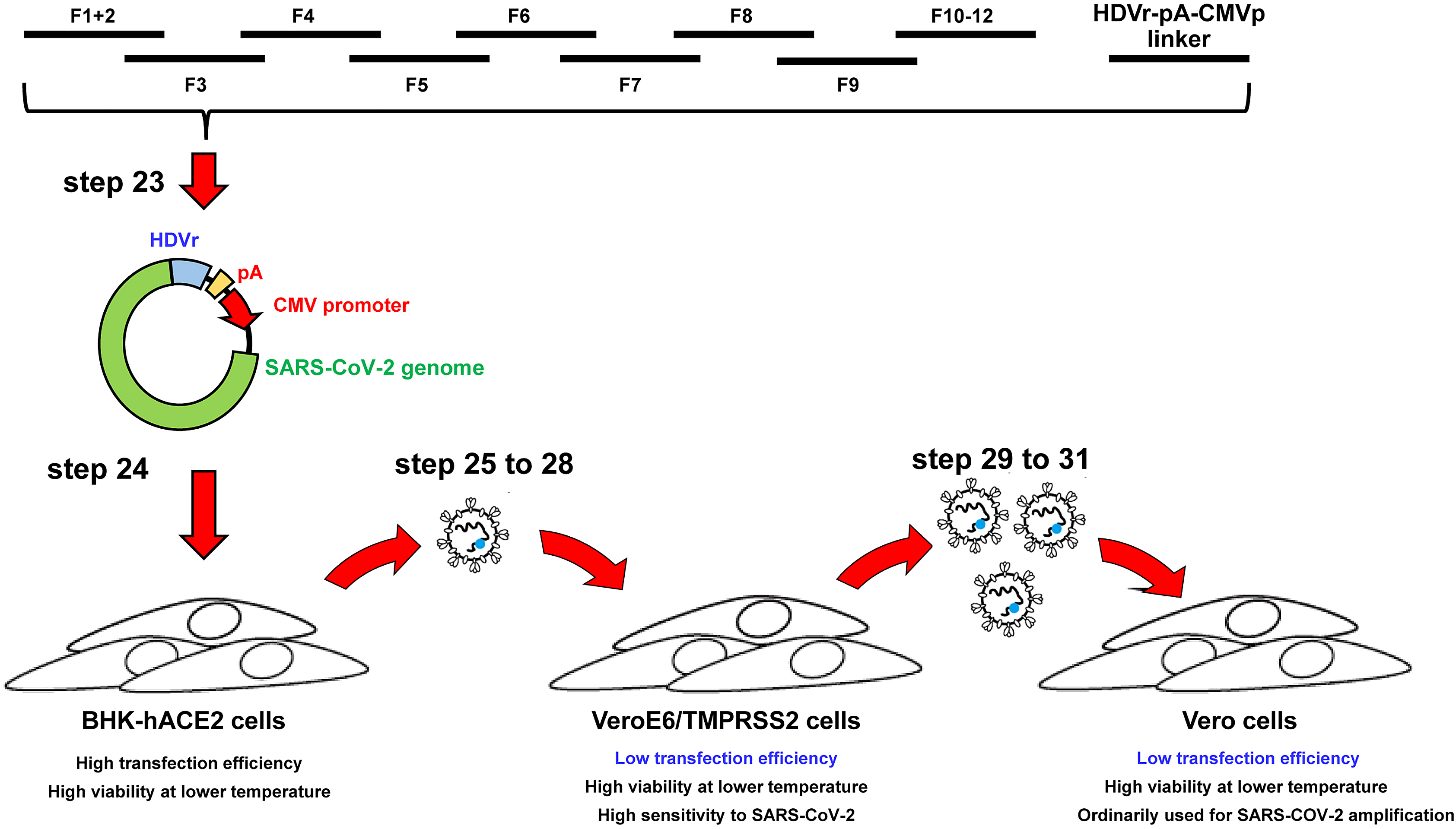 Cell Press: STAR Protocols