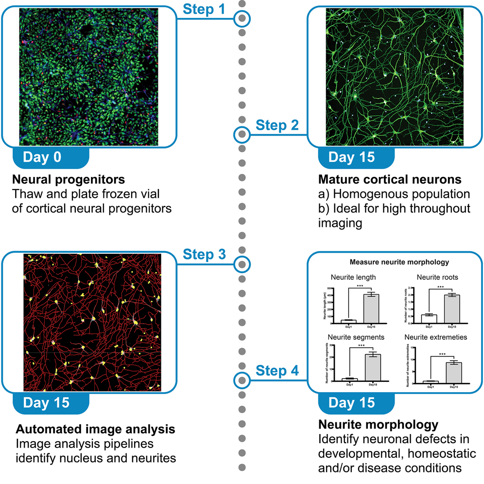 Cell Press: STAR Protocols