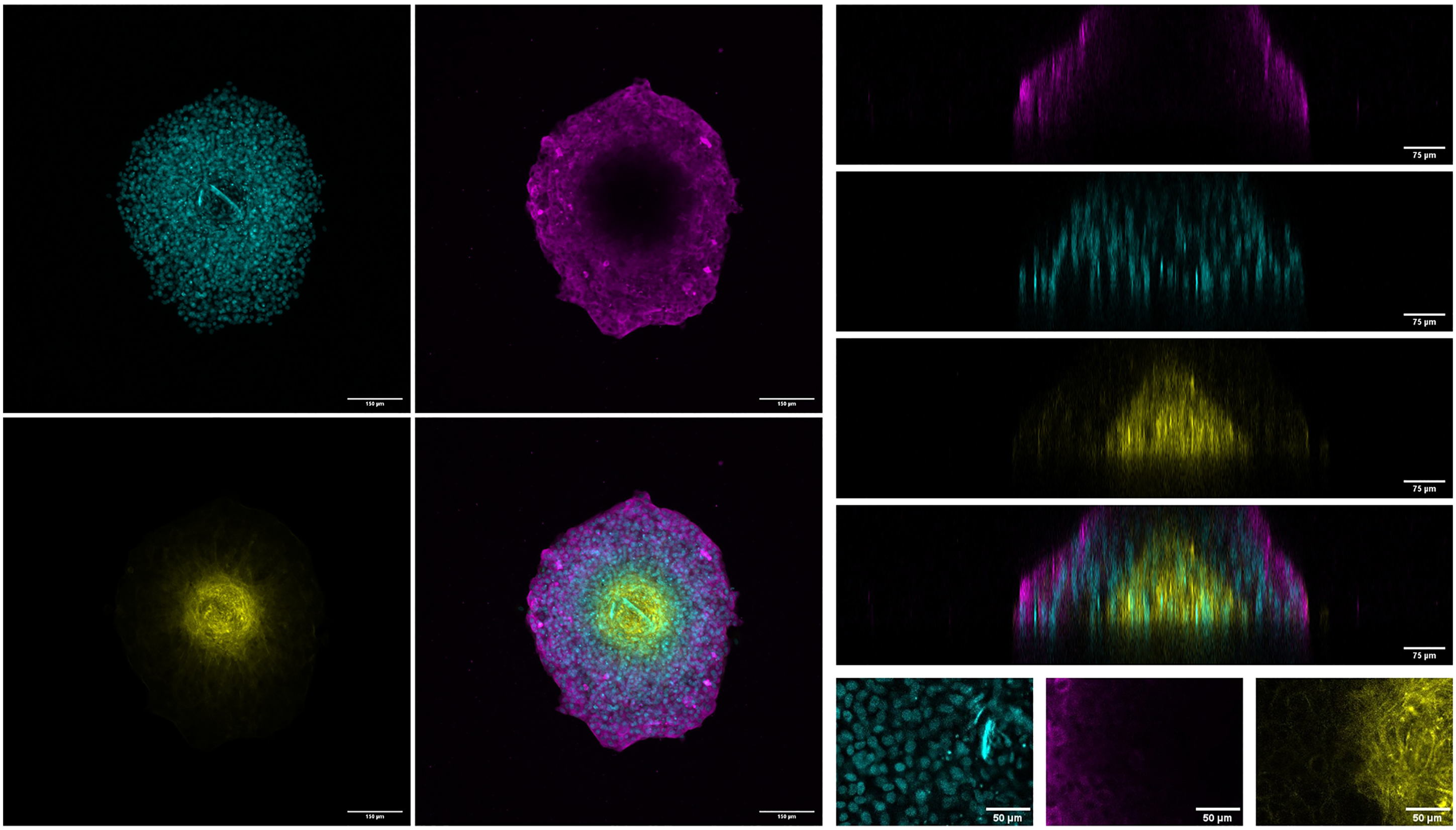 Cell Press: STAR Protocols
