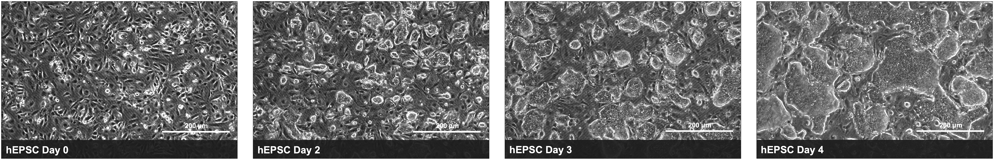 Cell Press: STAR Protocols