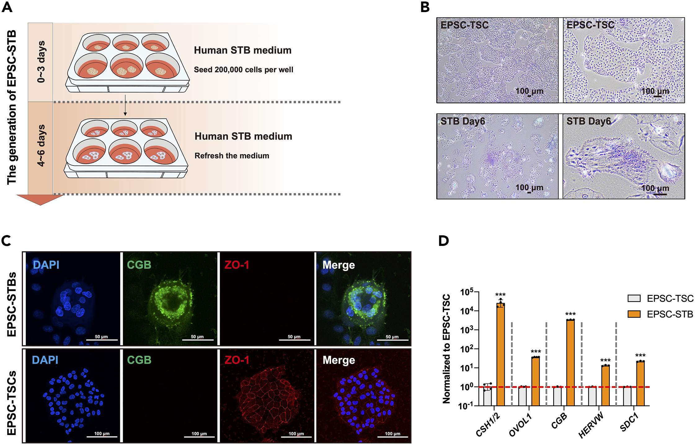 Cell Press: STAR Protocols