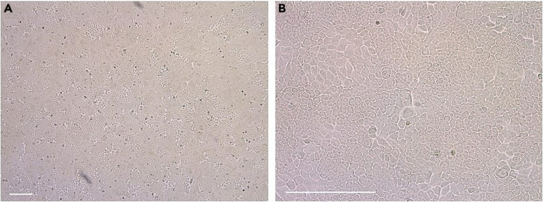 Cell Press: STAR Protocols