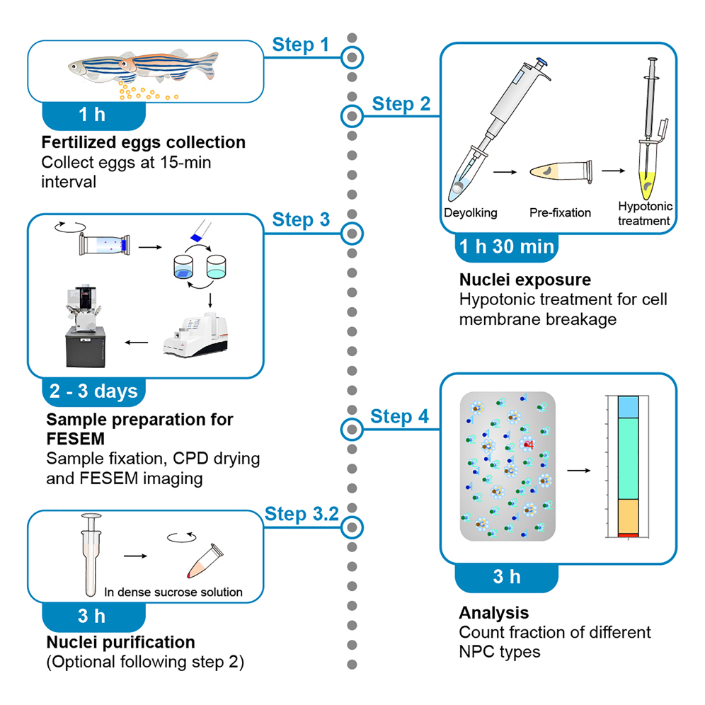 Cell Press: STAR Protocols