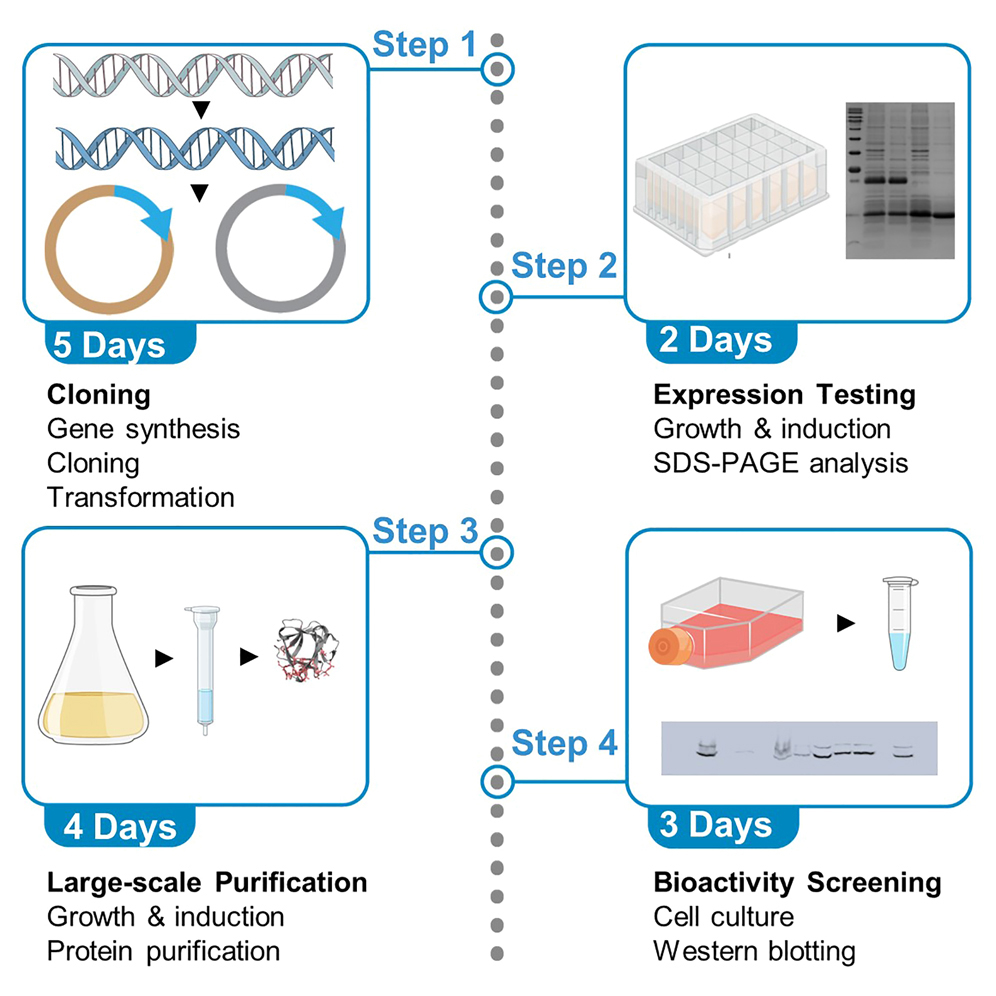 Cell Press: STAR Protocols