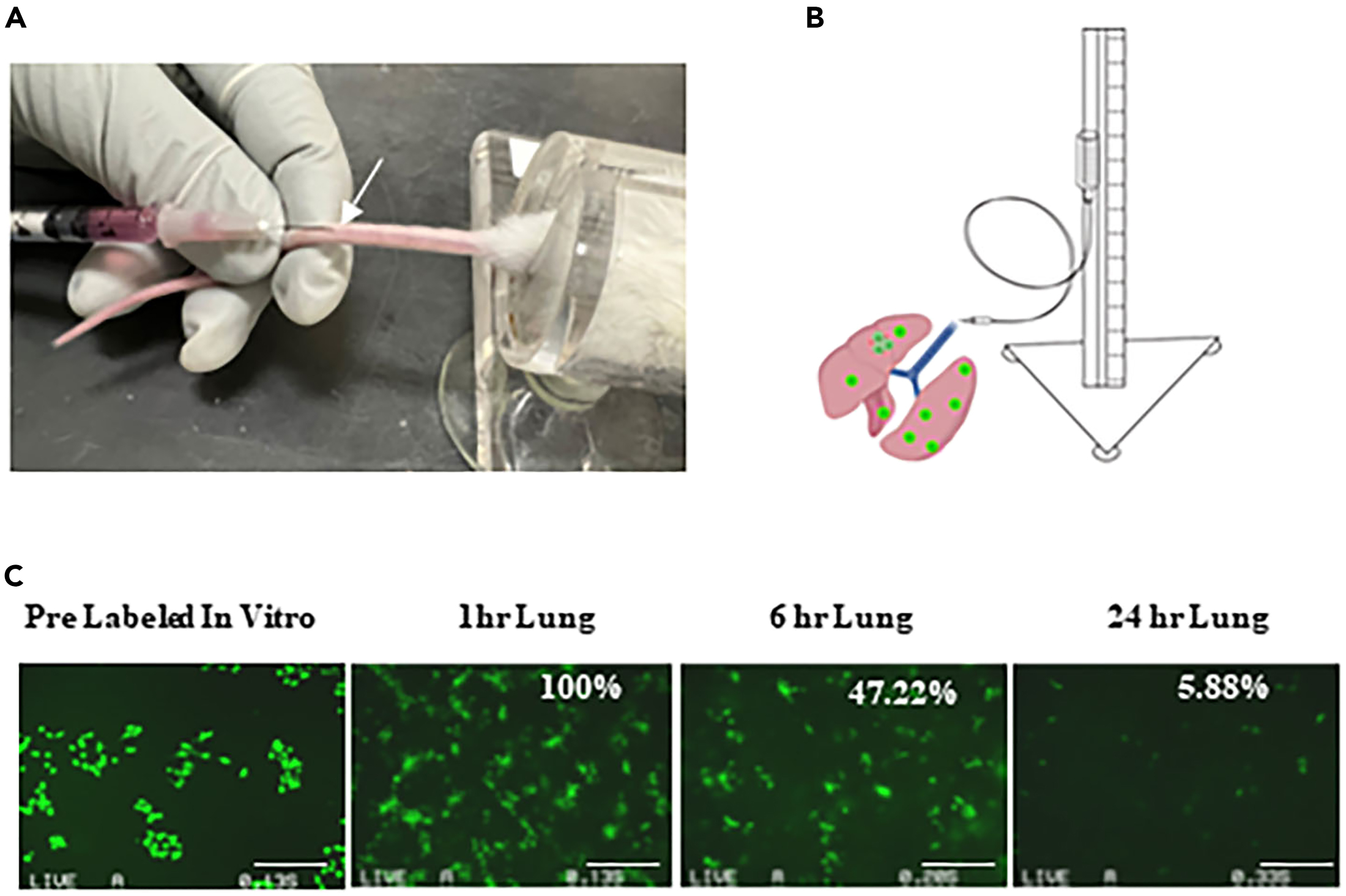 Cell Press: STAR Protocols