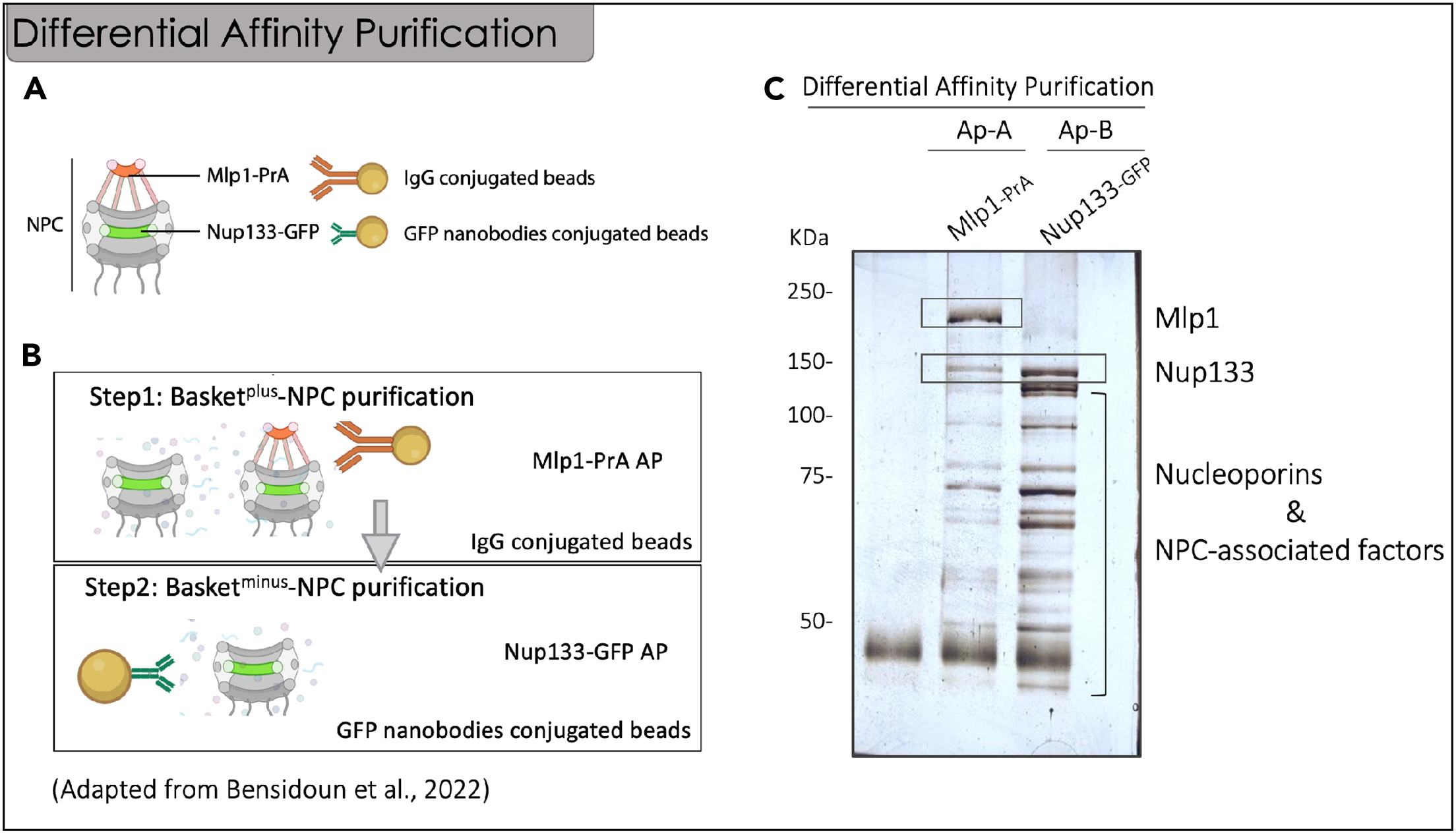 Cell Press: STAR Protocols