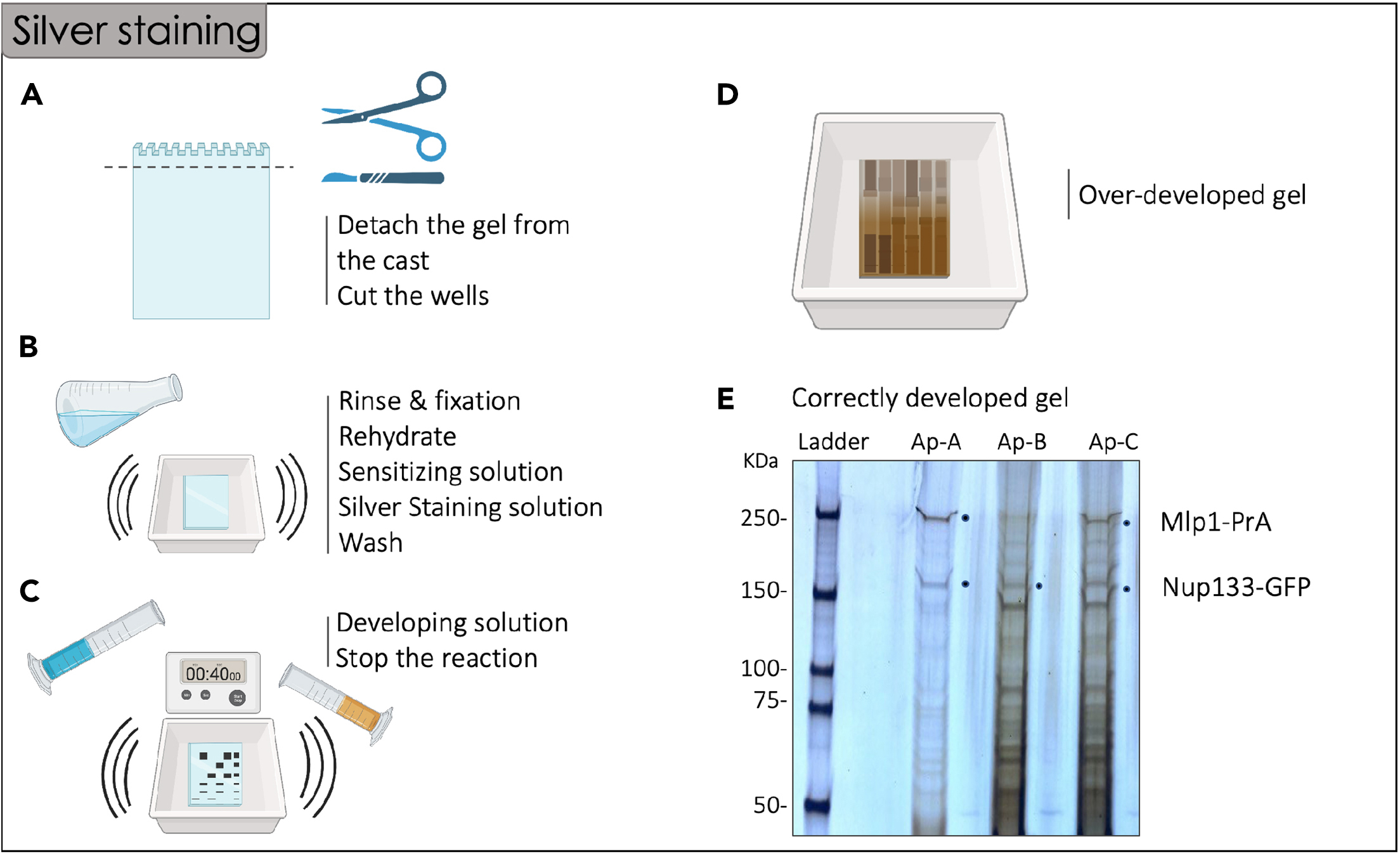 Cell Press: STAR Protocols