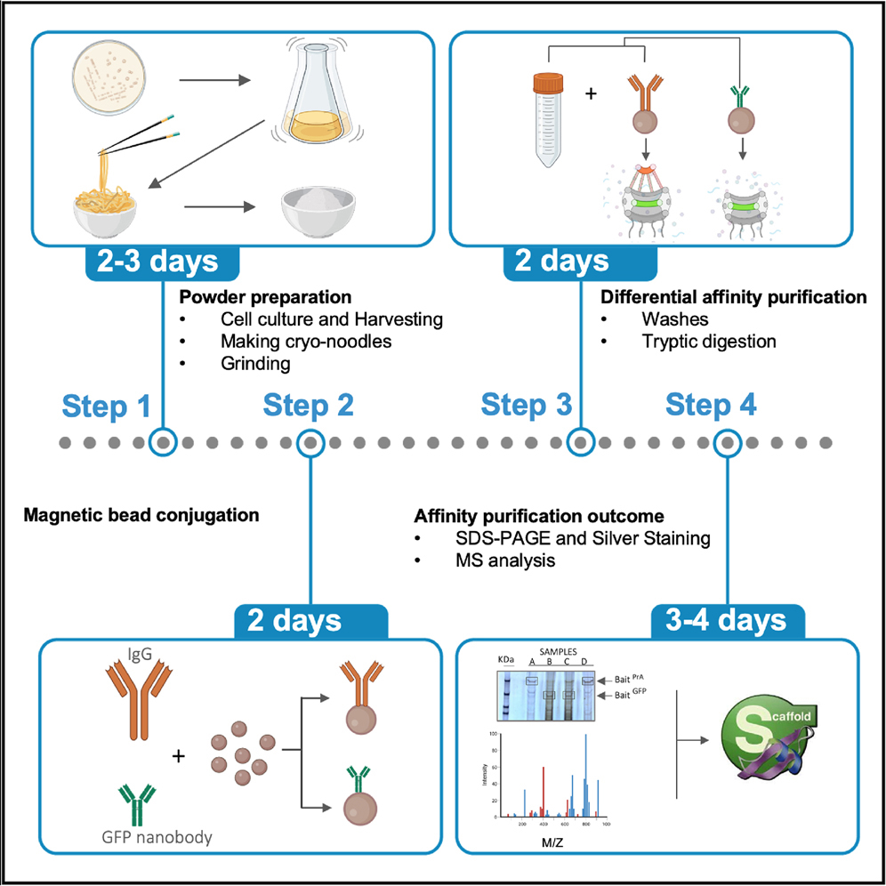 Cell Press: STAR Protocols
