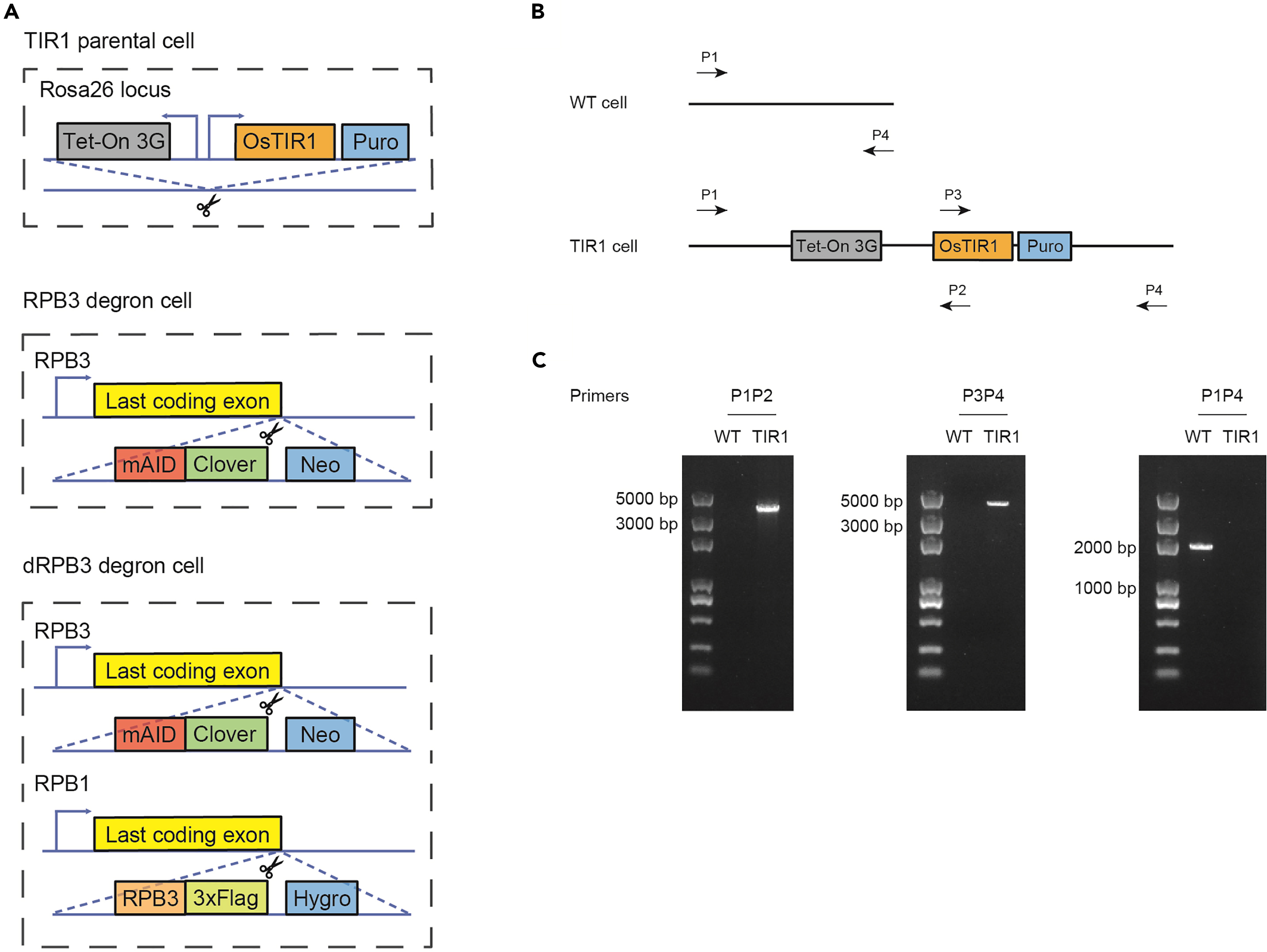 Cell Press: STAR Protocols