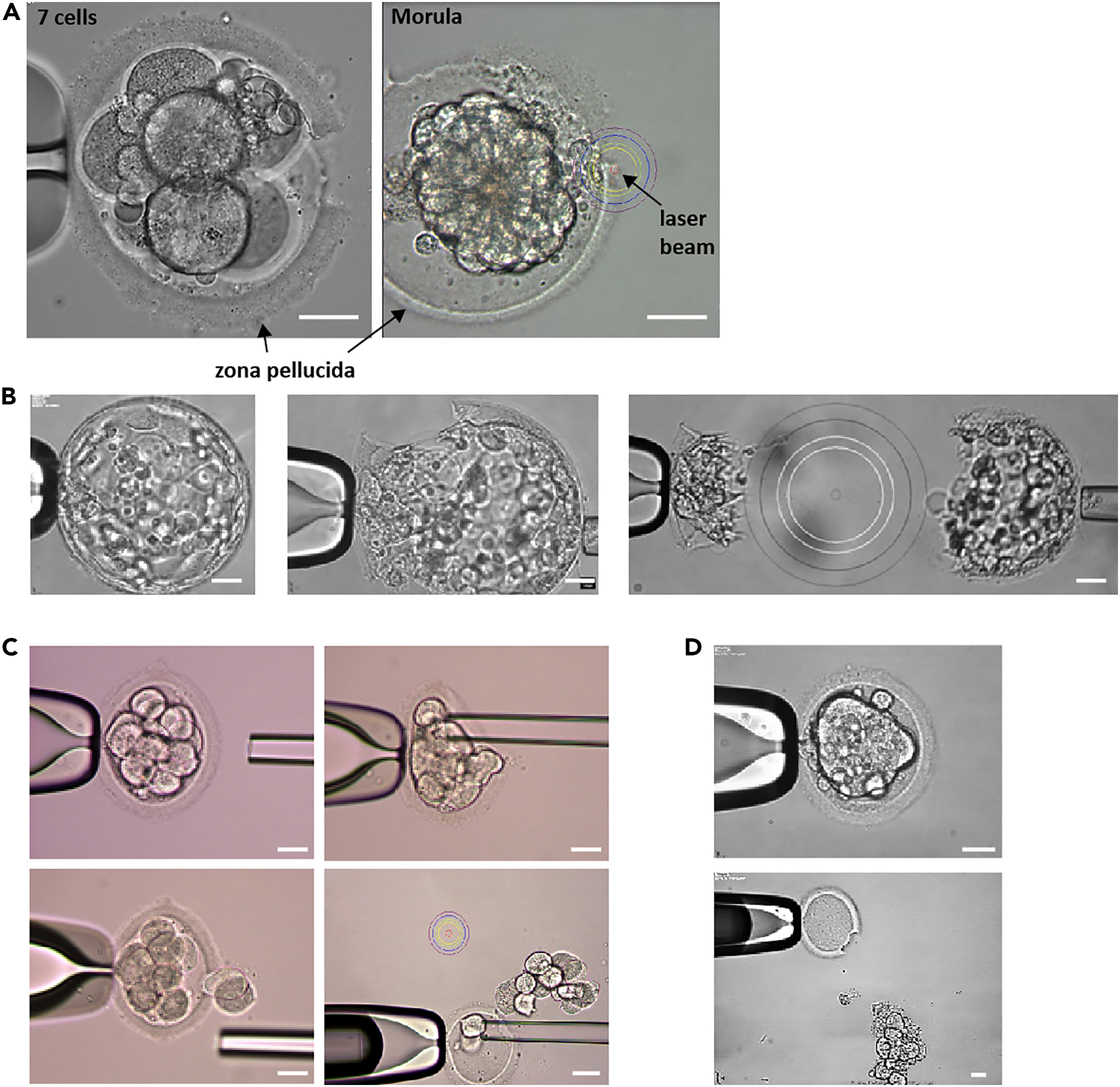 Cell Press: STAR Protocols