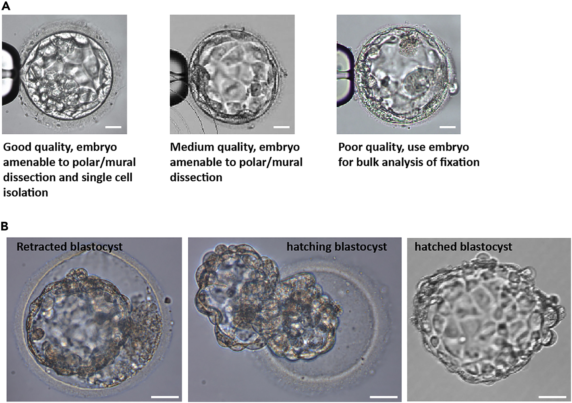 Cell Press: STAR Protocols