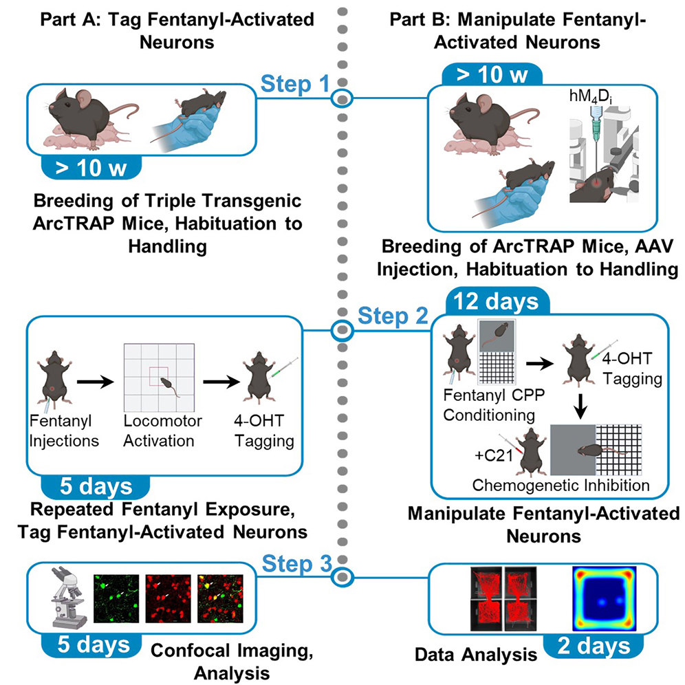 Cell Press: STAR Protocols