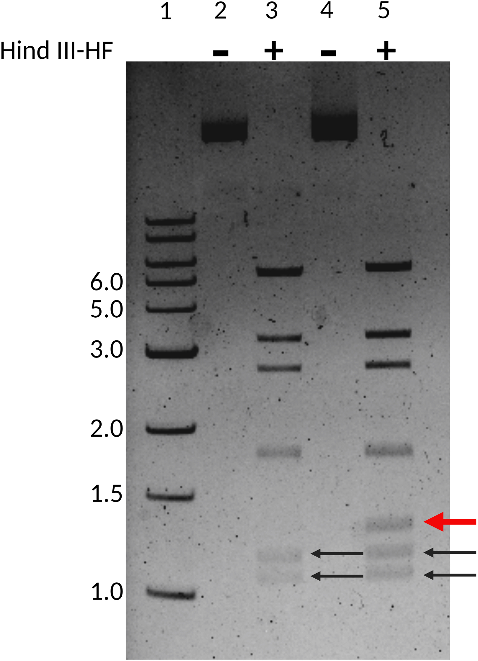 Cell Press: STAR Protocols
