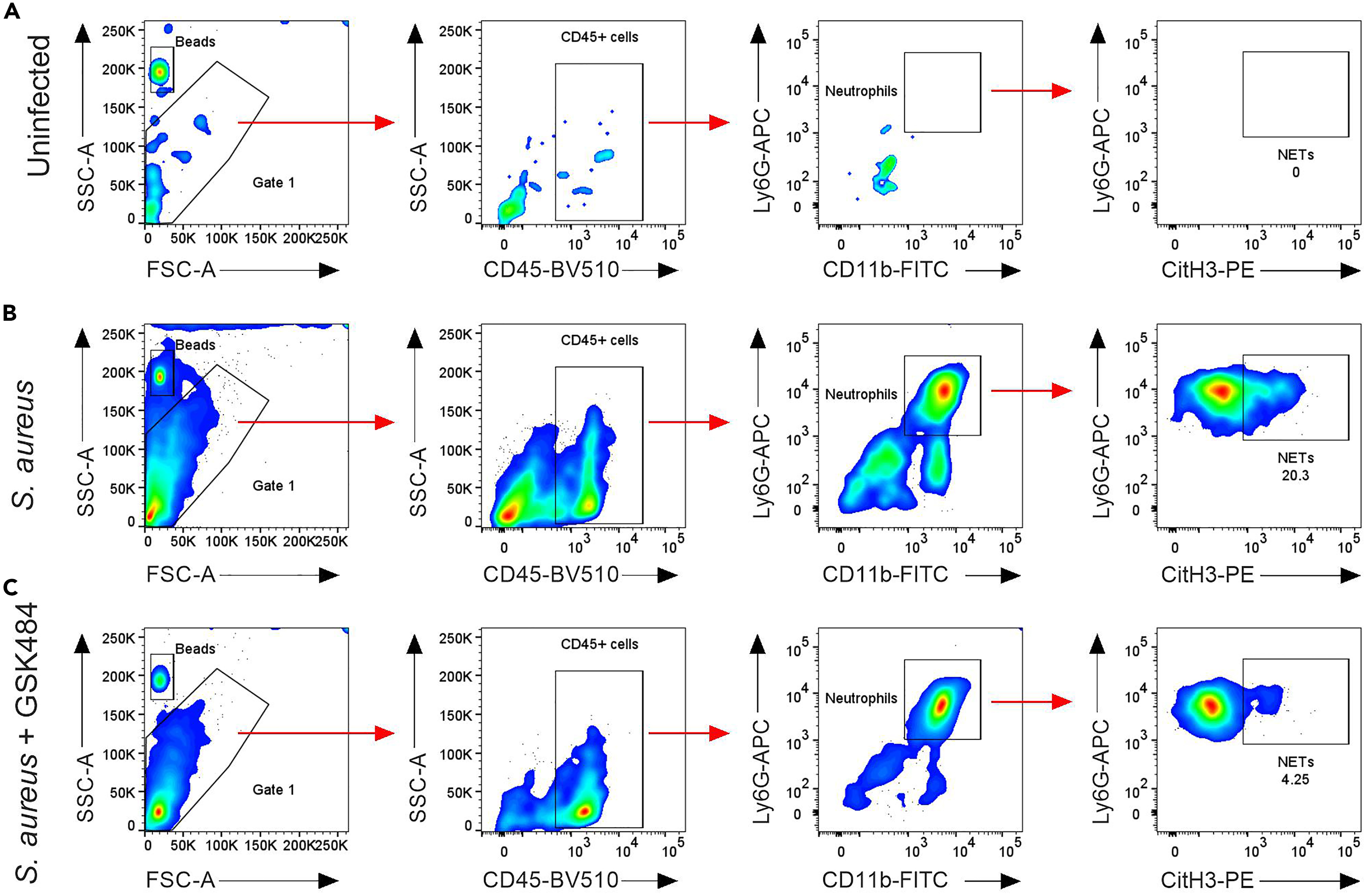 Cell Press: STAR Protocols