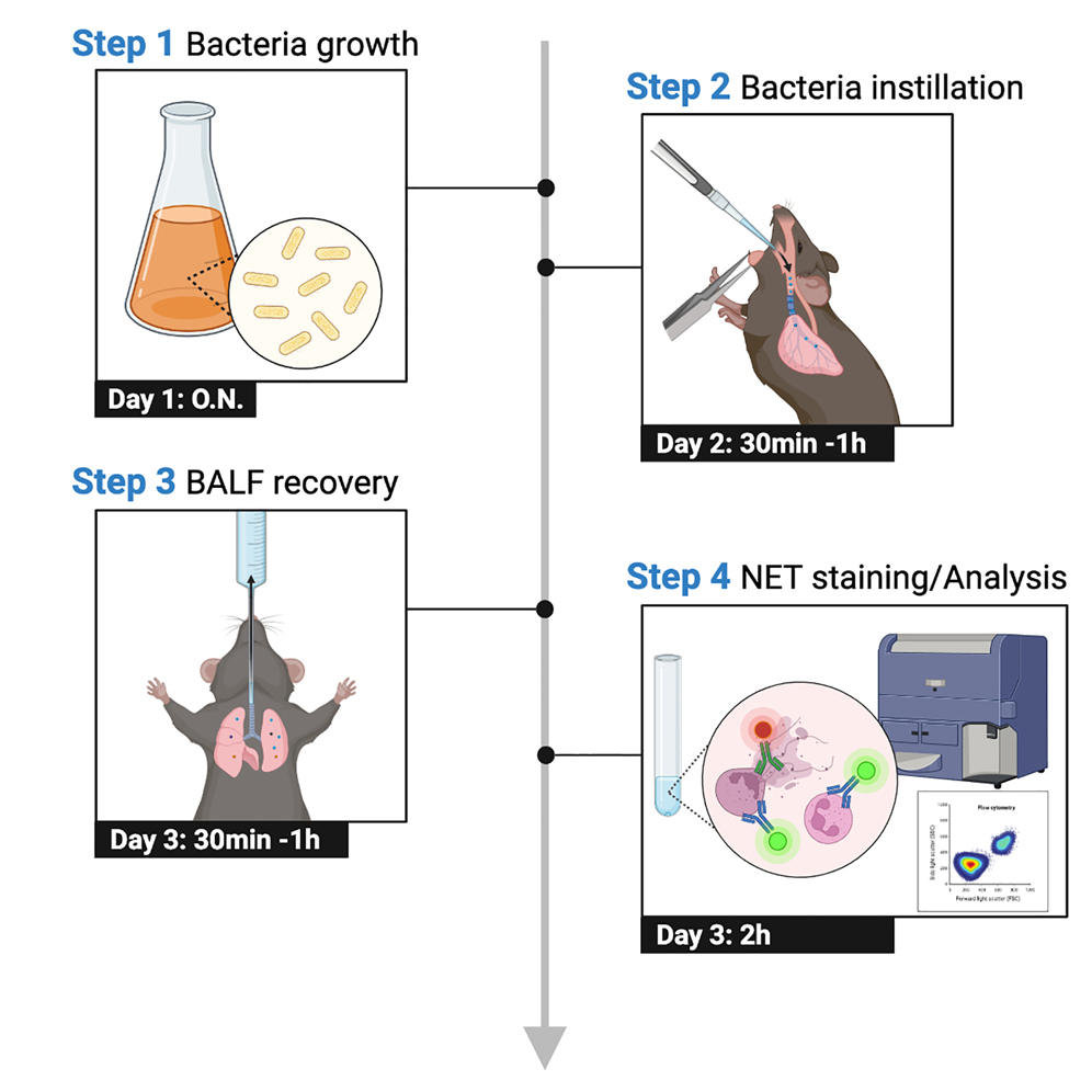 Cell Press: STAR Protocols